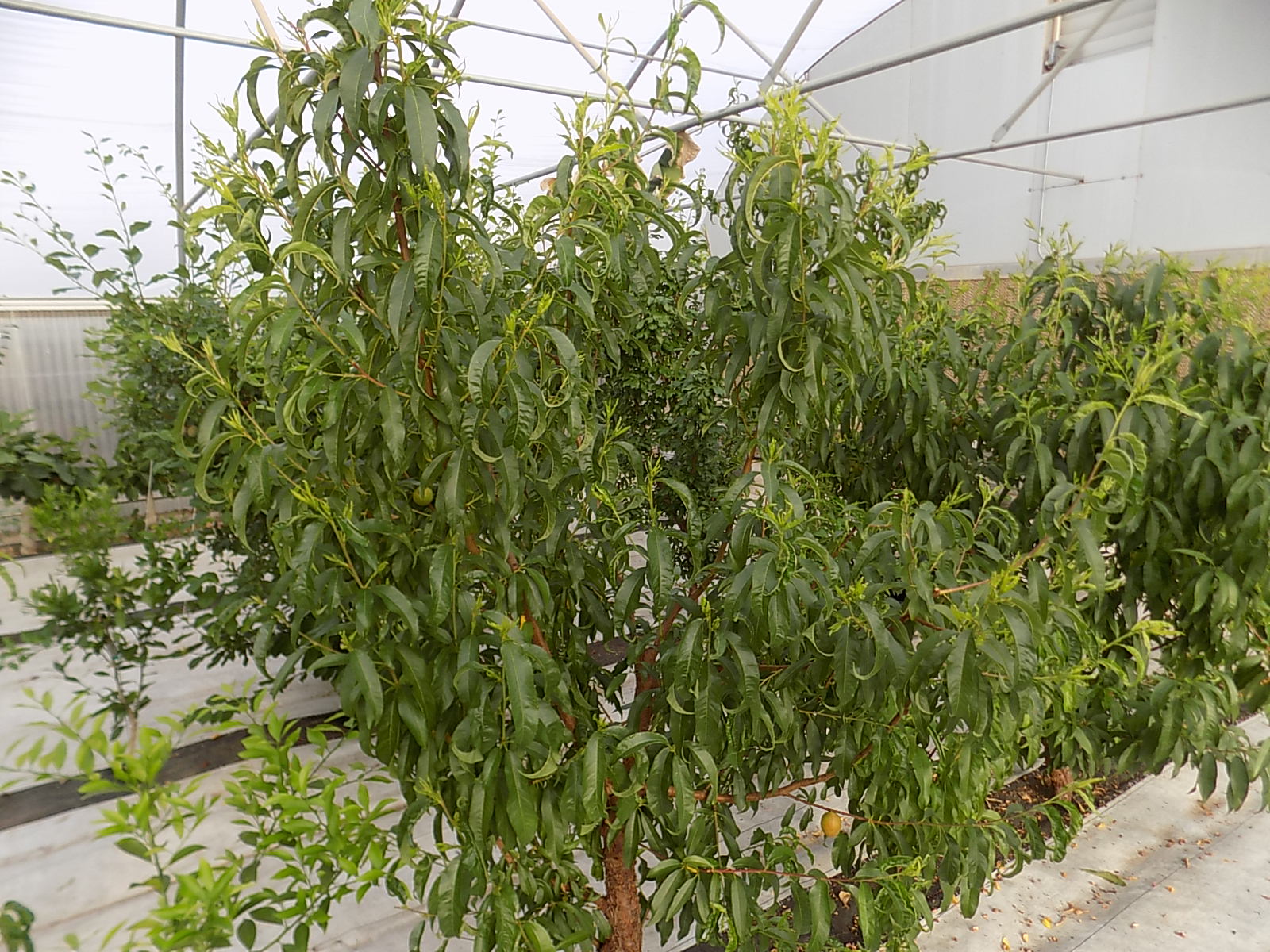 Neglected peach tree in Nairn, Scotland - General Fruit Growing ...