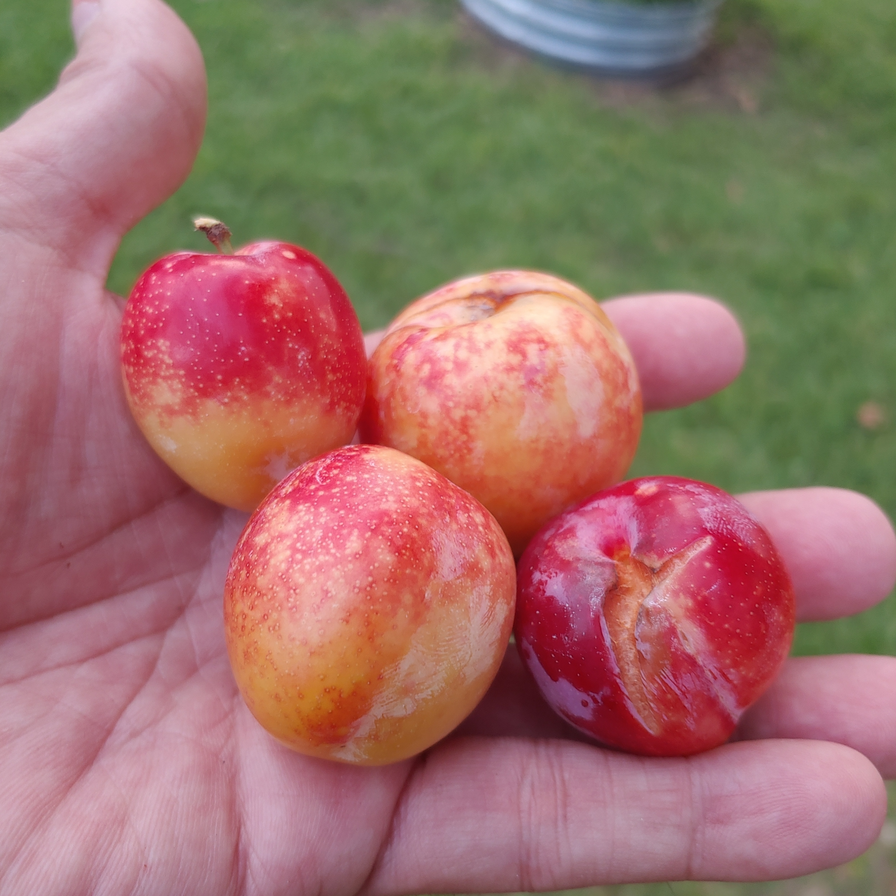 Sweet Treat Pluerries - General Fruit Growing - Growing Fruit