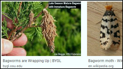 Bag worms eating my blackberry leaves - General Fruit Growing - Growing ...