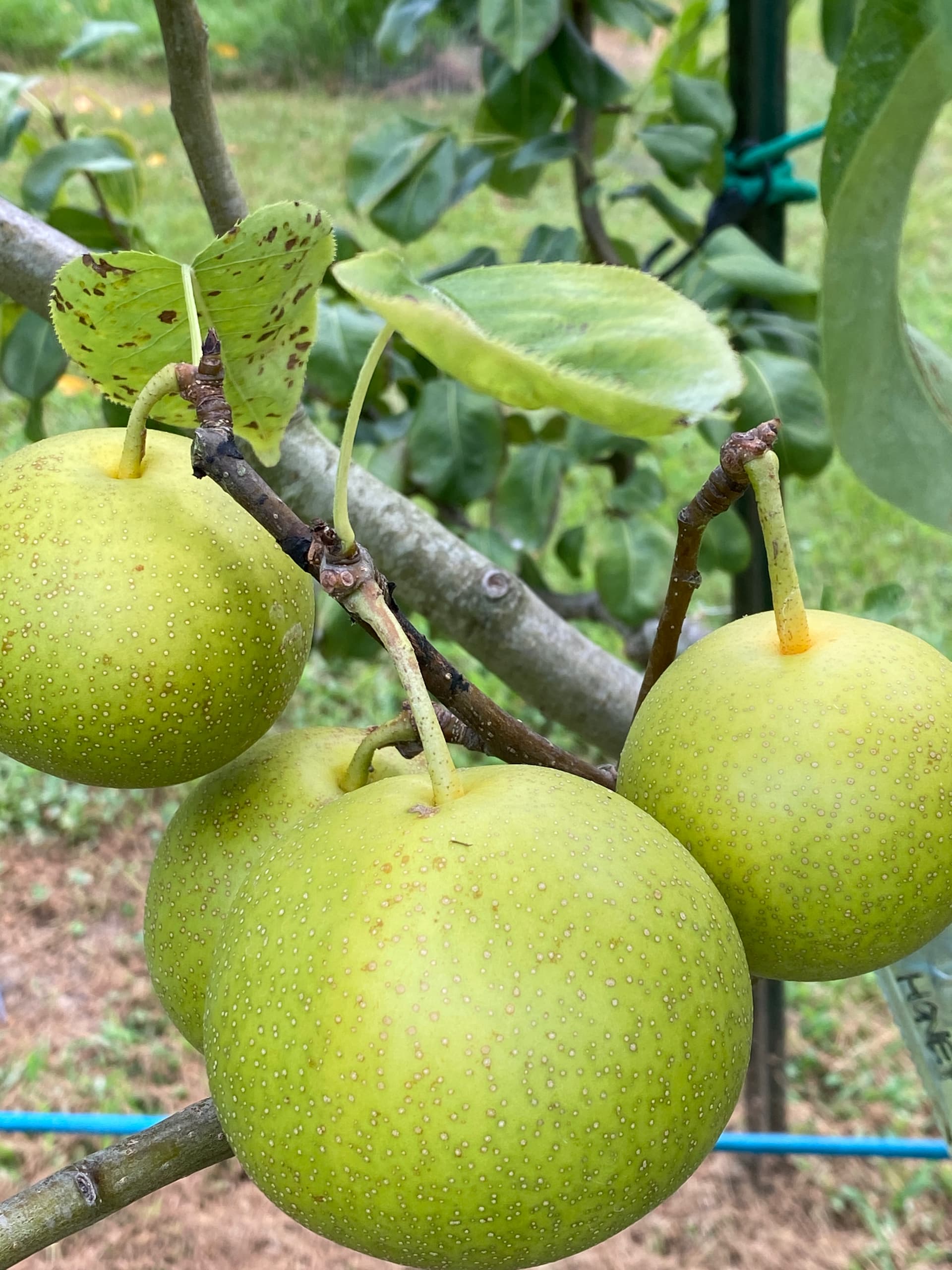 Asian pears not for the thin skinned - Good-fruit article! - General ...
