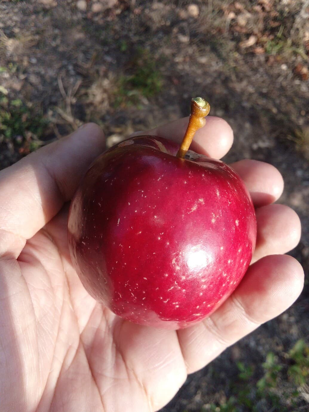 Your opinion about my modi apple - General Fruit Growing - Growing Fruit