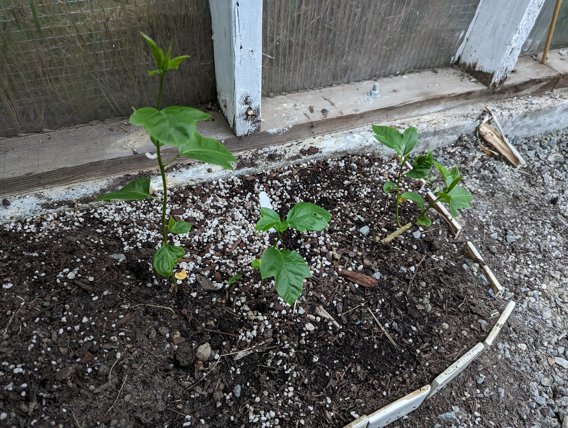 Hardy Passiflora (maypop). Too good to be true? - Page 3 - General ...