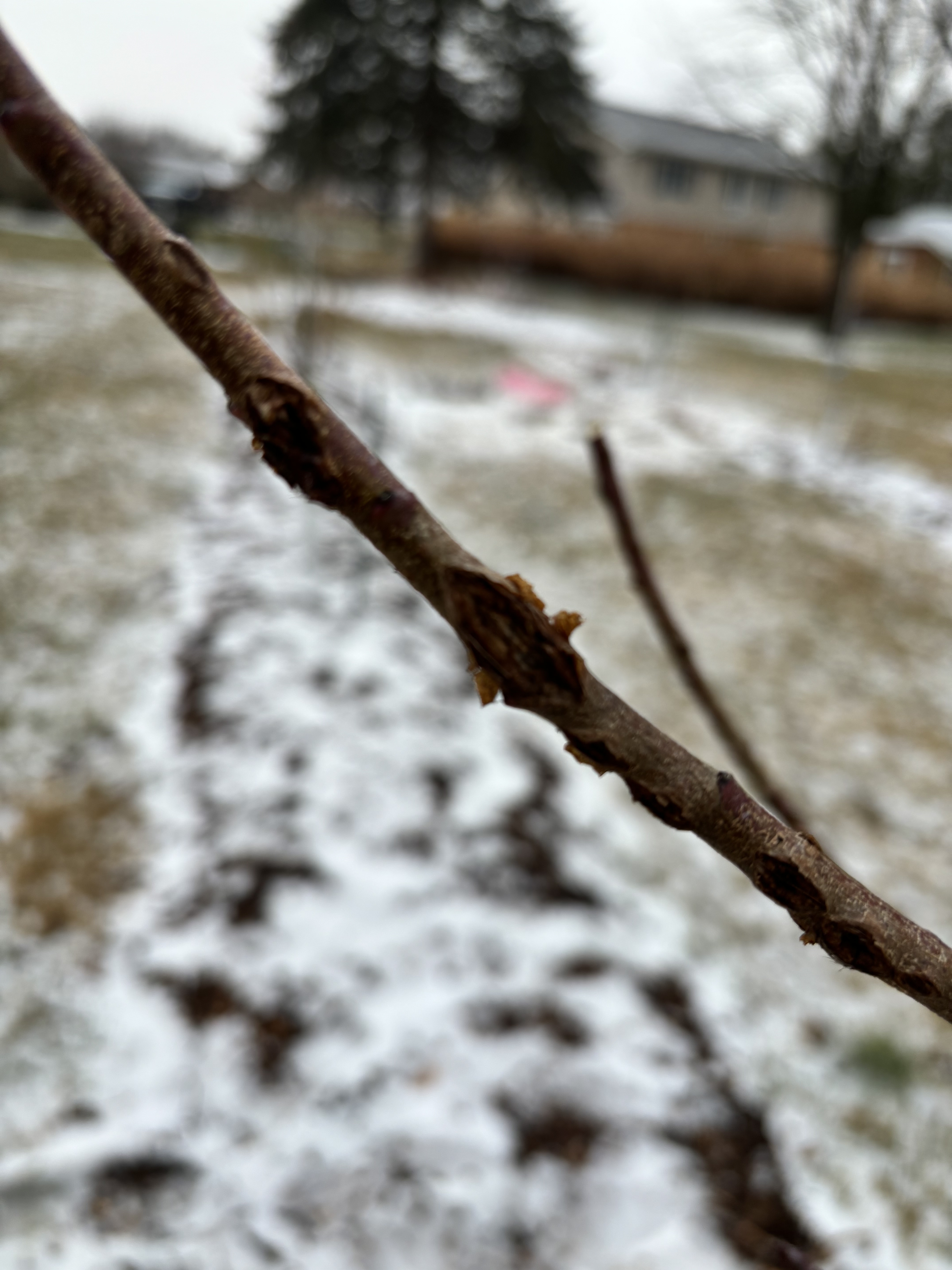 Frost Cracks? Insect Damage? - General Fruit Growing - Growing Fruit