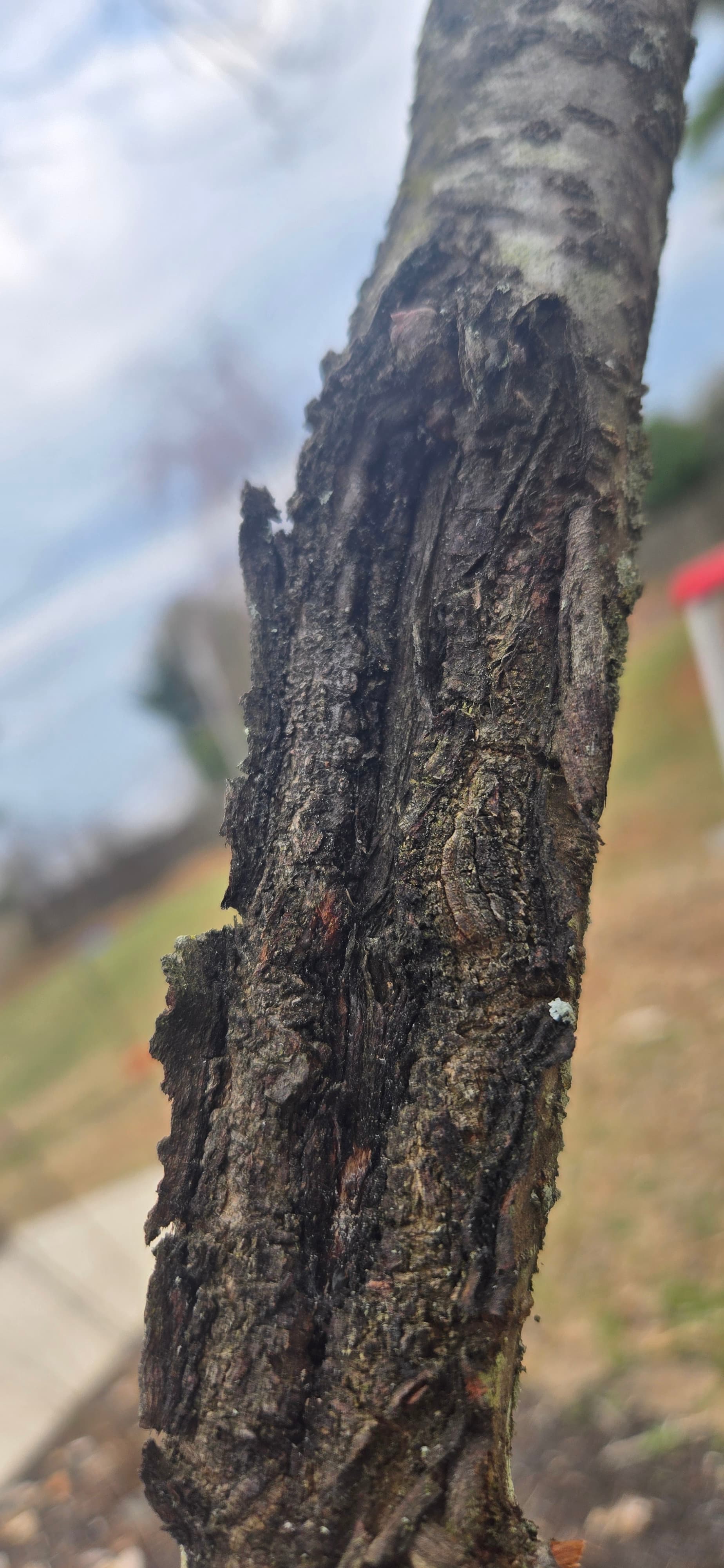 Tree canker? Sun/freeze damage? - General Fruit Growing - Growing Fruit