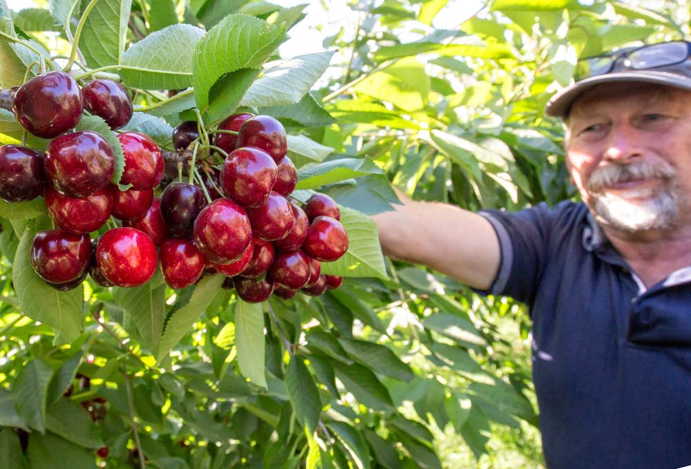 Largest Cherries Ever - General Fruit Growing - Growing Fruit