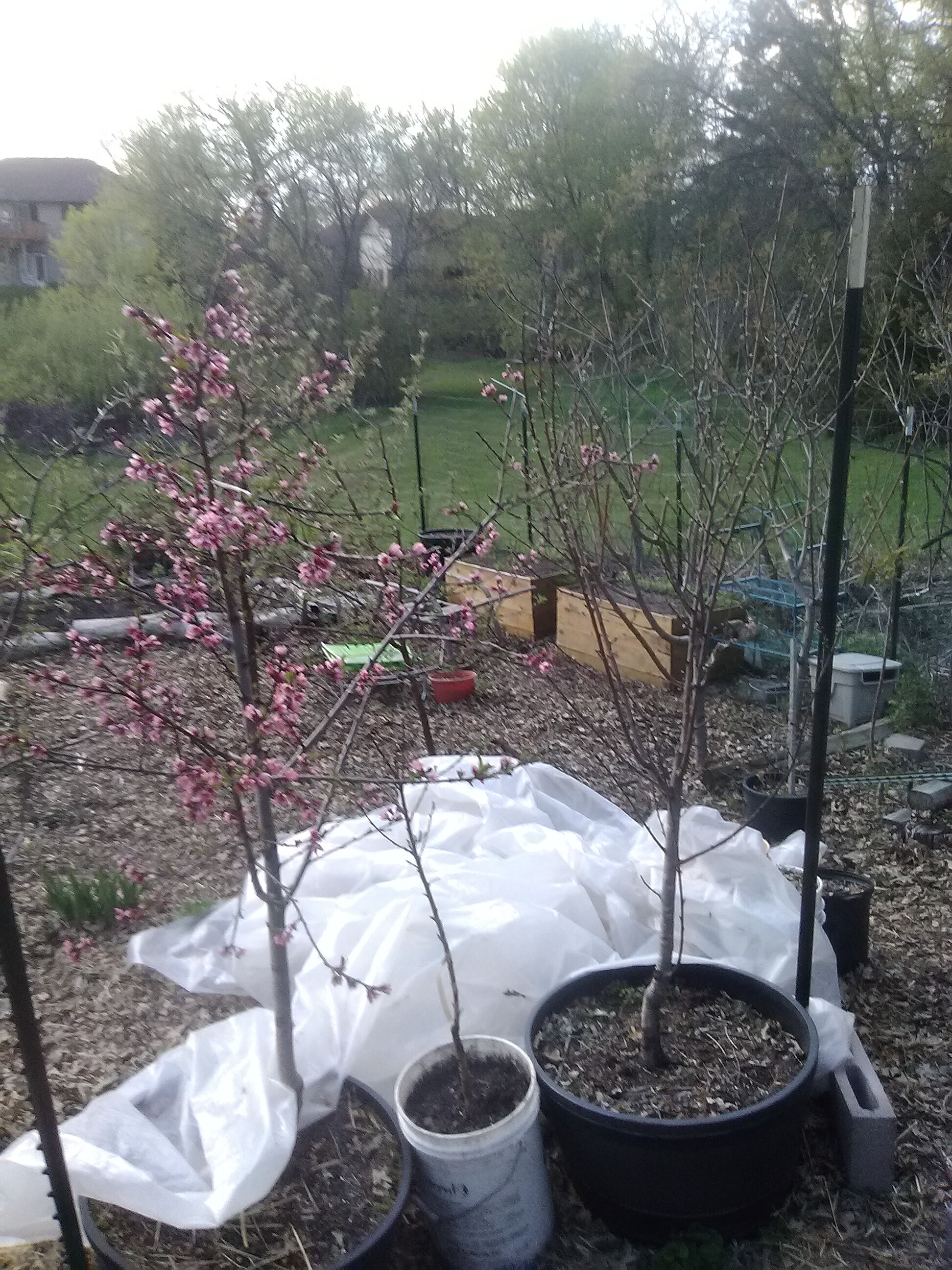 When plants are too big of a problem - General Fruit Growing - Growing ...