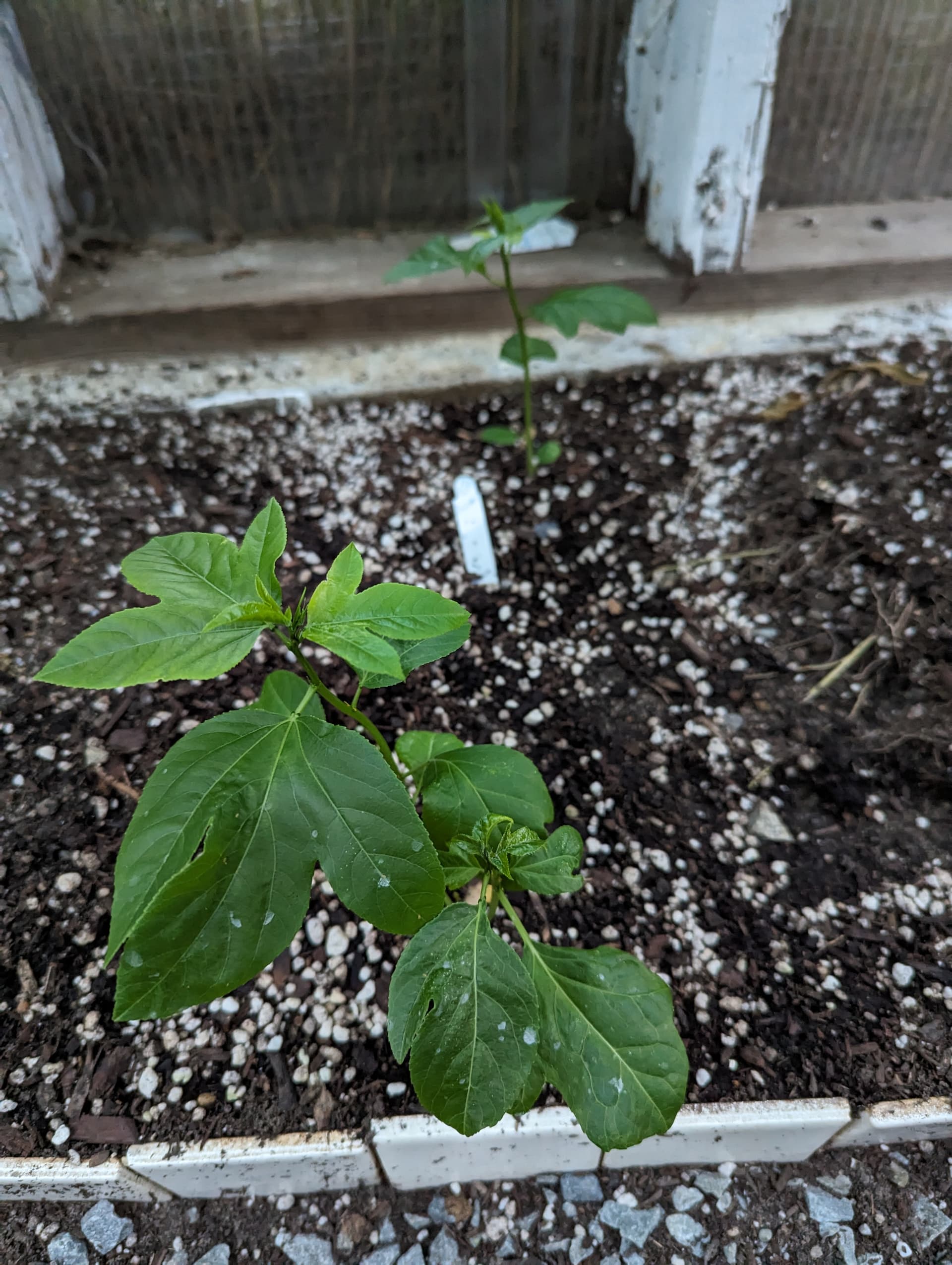 Hardy Passiflora (maypop). Too good to be true? - Page 3 - General ...