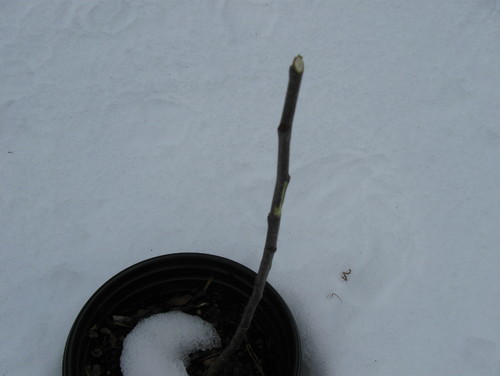Mystery Creature attacking apple tree - General Fruit Growing - Growing ...