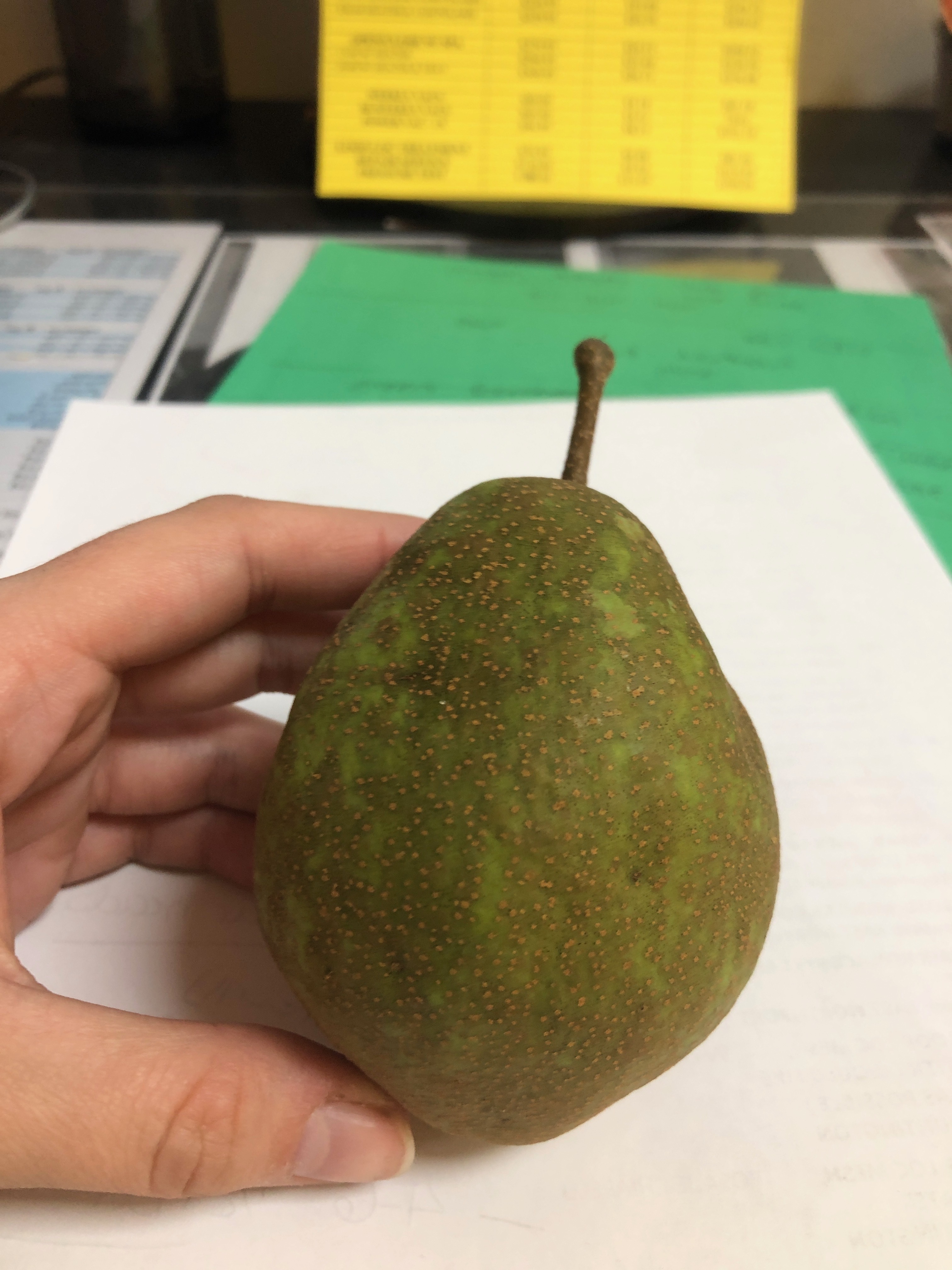 My mystery pear - General Fruit Growing - Growing Fruit
