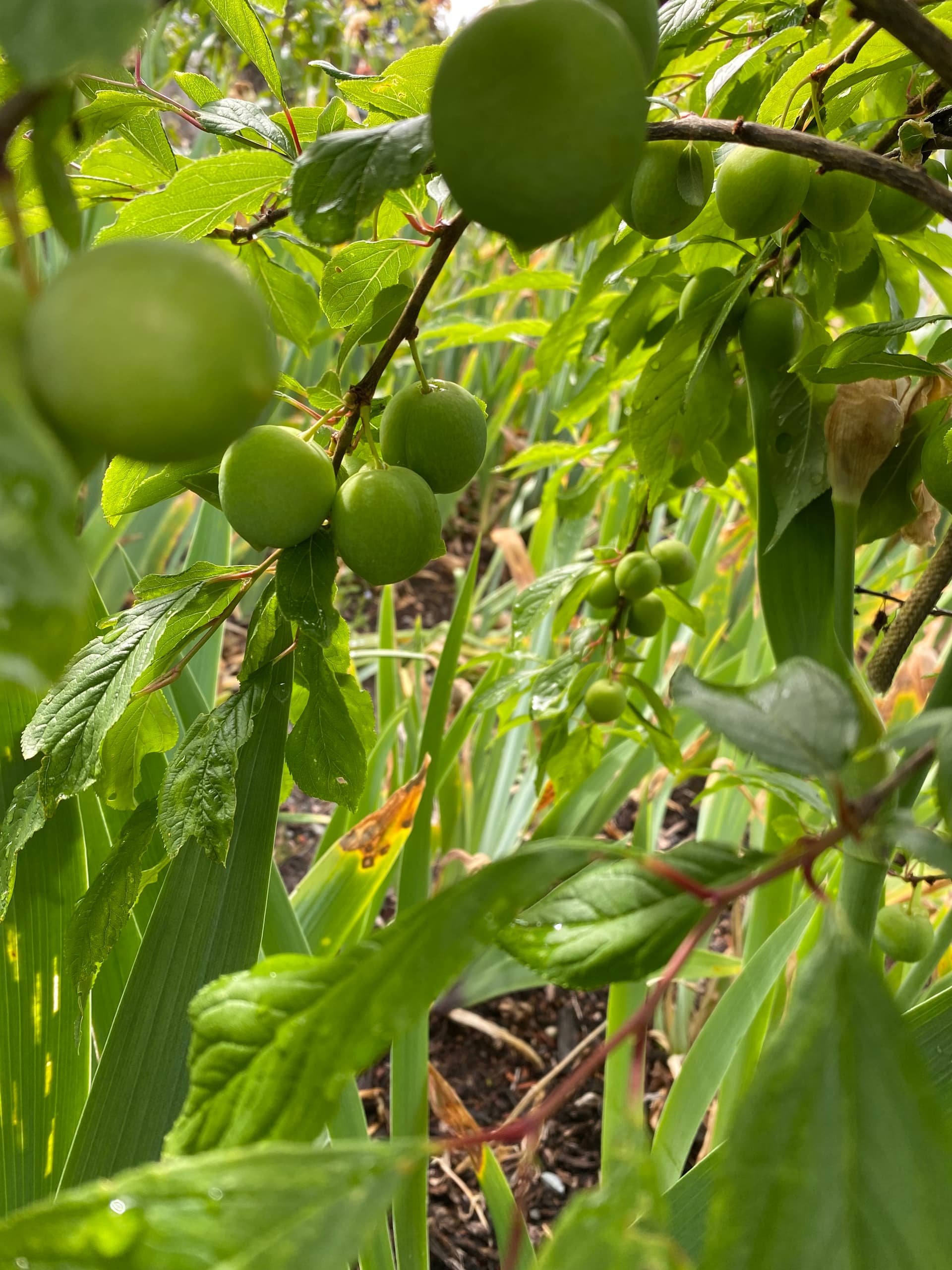 Growing pluot in zone 8b PNW - Page 2 - General Fruit Growing - Growing ...