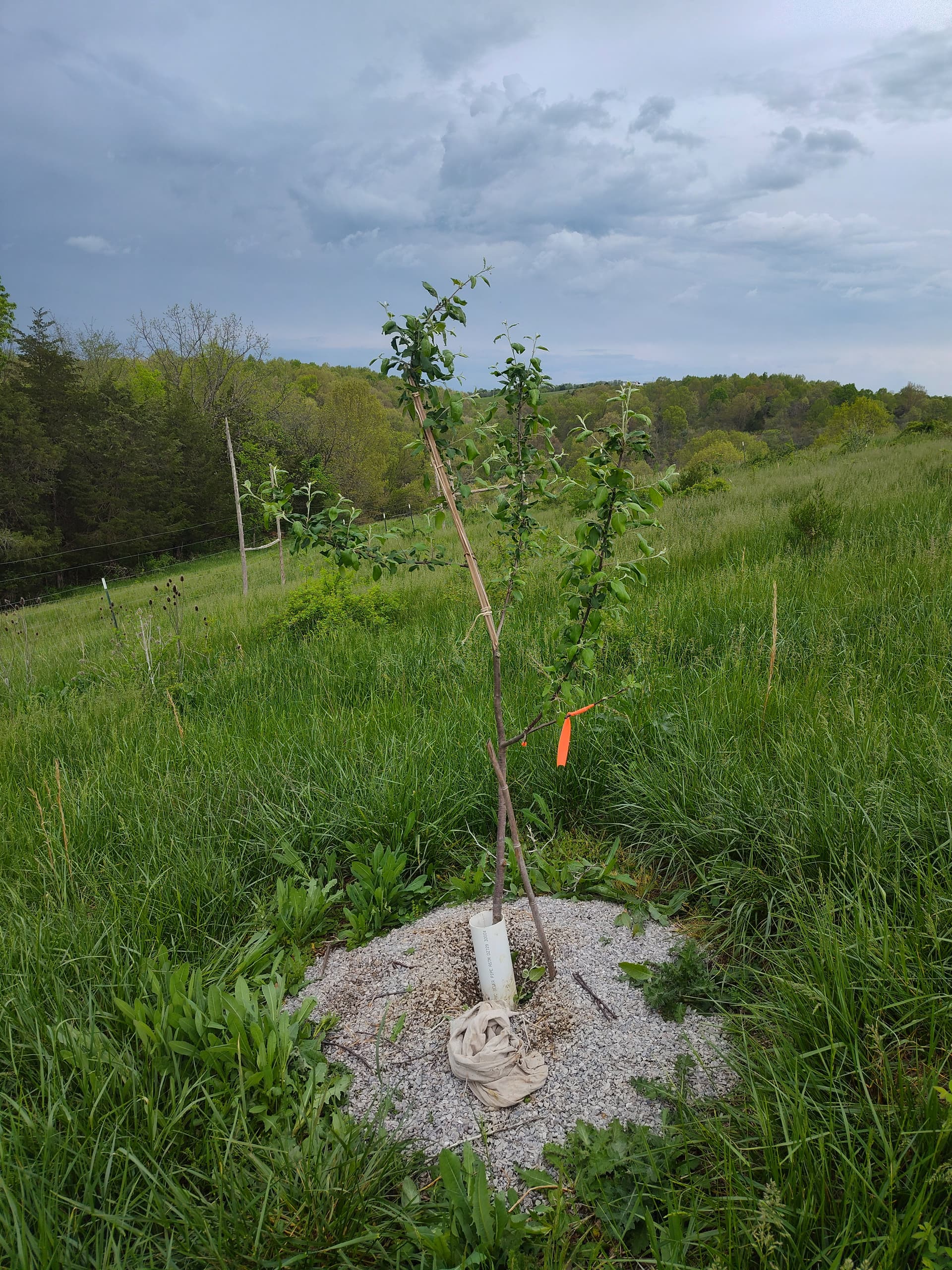 Young apple tree training. A Study of the Framework of the Apple Tree ...