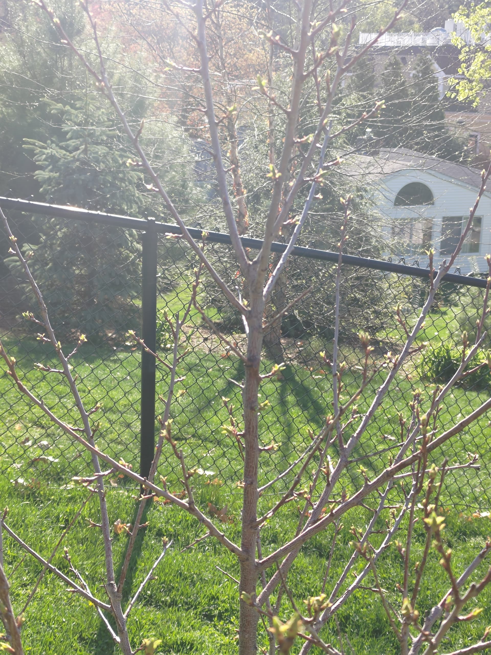 Pruning apricots - General Fruit Growing - Growing Fruit