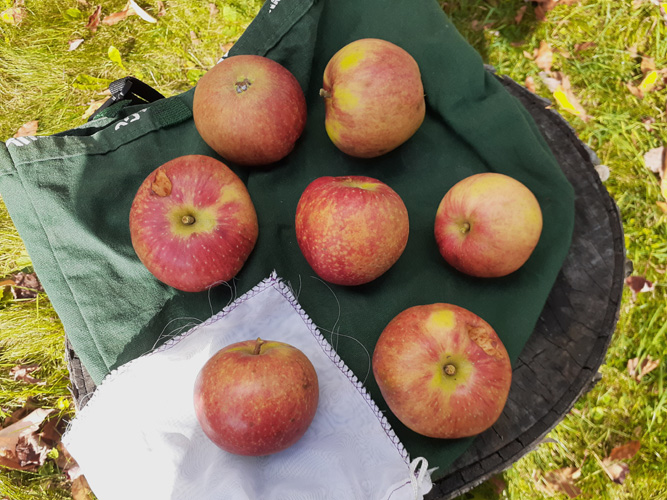 Starkey Apple - General Fruit Growing - Growing Fruit