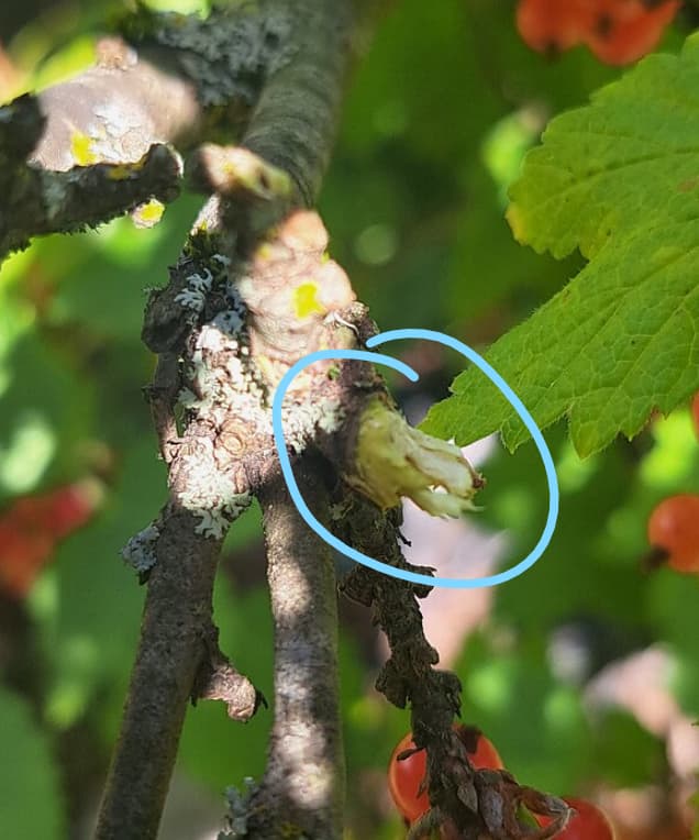 How did I prune my current? - General Fruit Growing - Growing Fruit