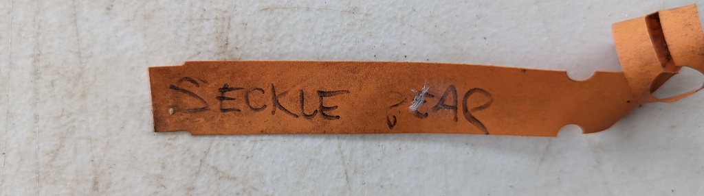 Seckel Pear - Page 11 - General Fruit Growing - Growing Fruit