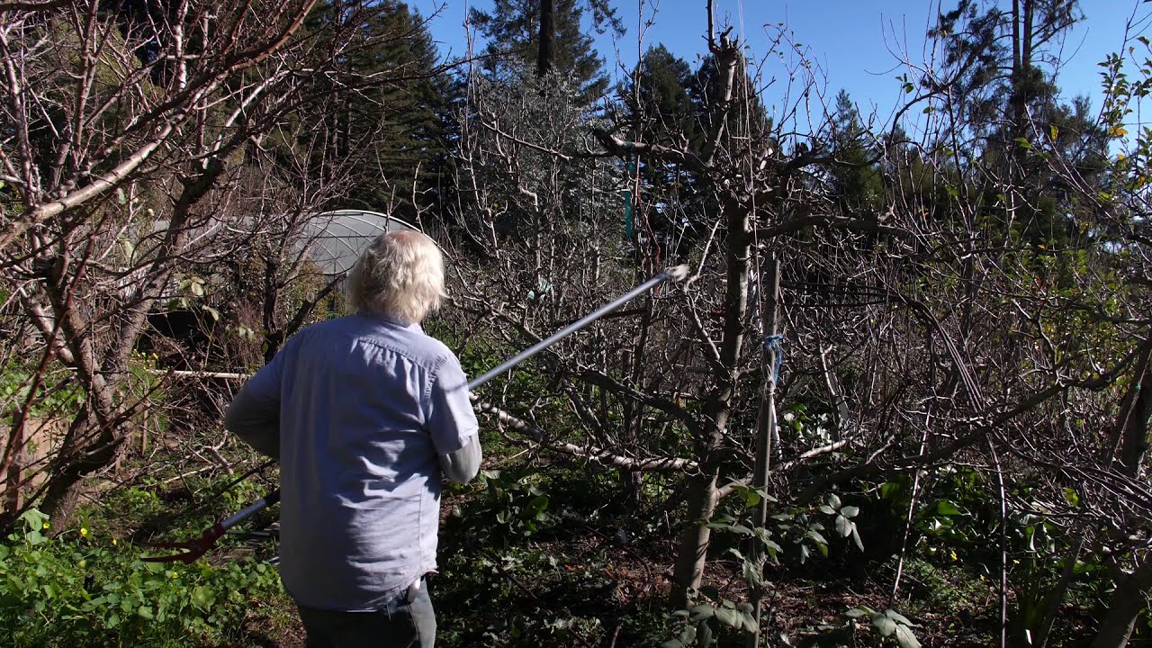 Looking for Apple Pruning Advice - General Fruit Growing - Growing Fruit