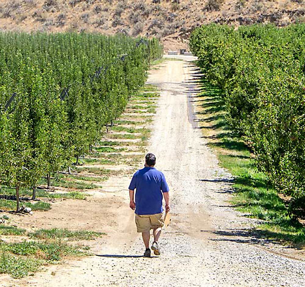 Two leader pears and "click" pruning - General Fruit Growing - Growing ...