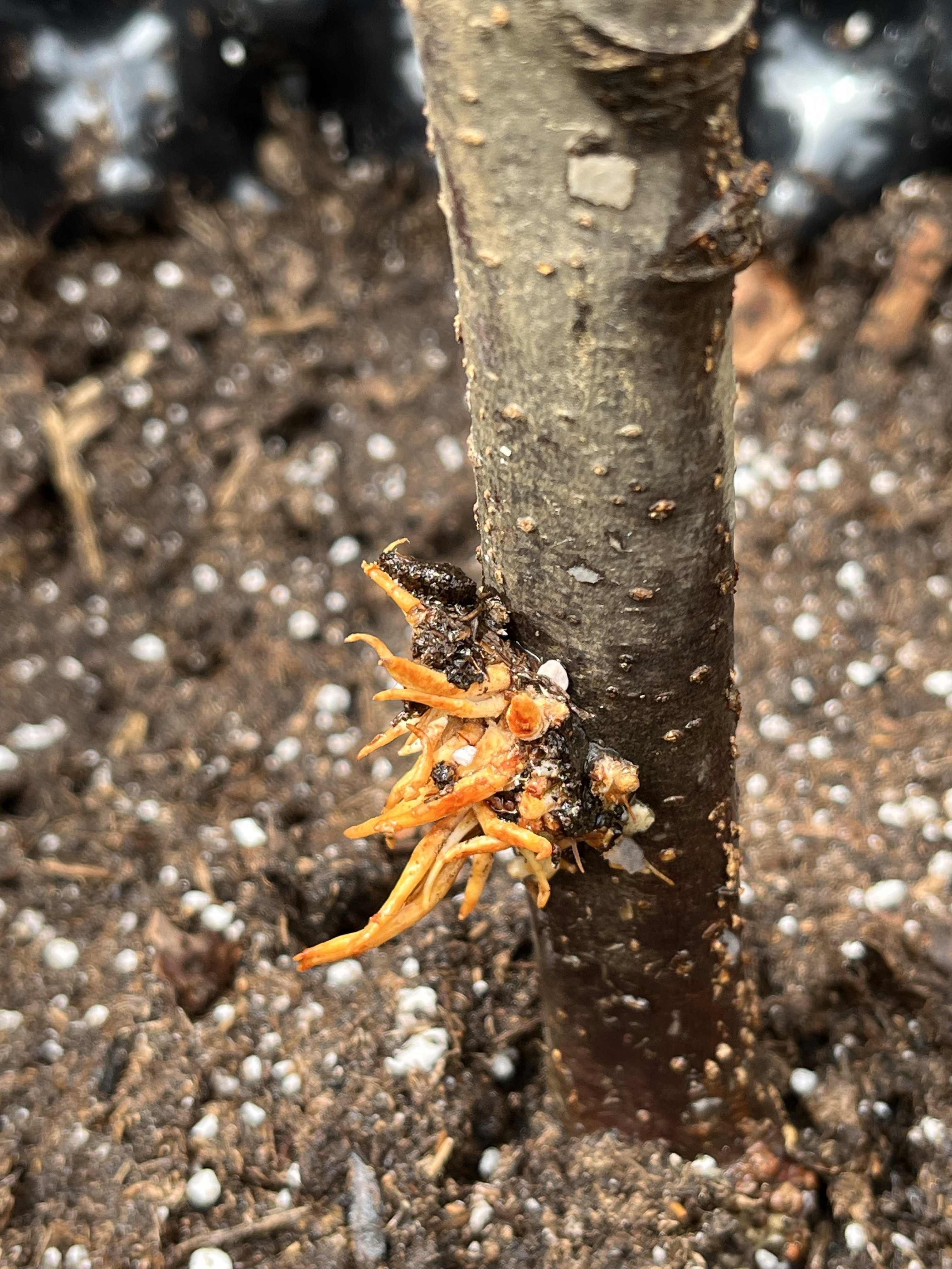 Roots or fungus on apple rootstock? - General Fruit Growing - Growing Fruit