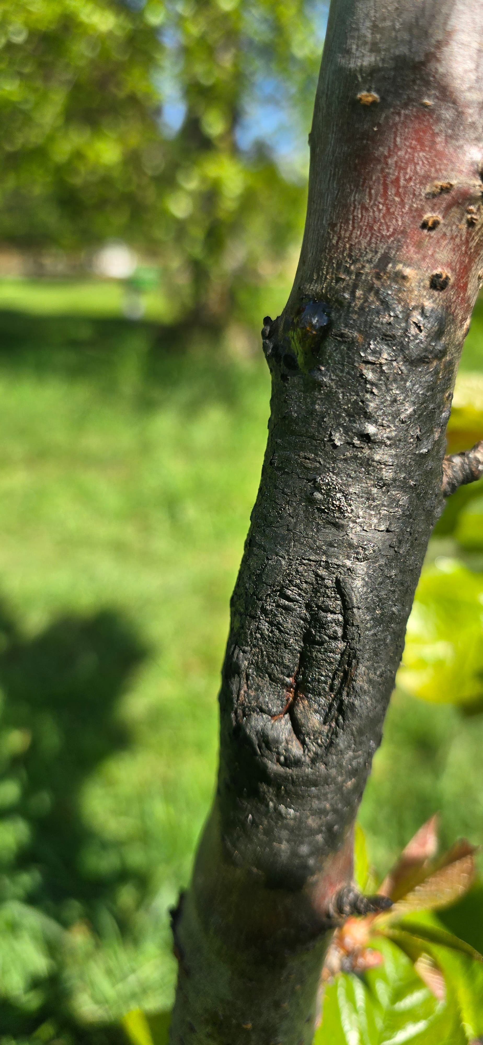 Ideas for a sick Cherry Tree - General Fruit Growing - Growing Fruit