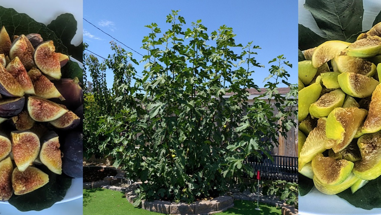 Help Solve Genetic Mysteries of the Fig [GoFundMe closed] - General ...