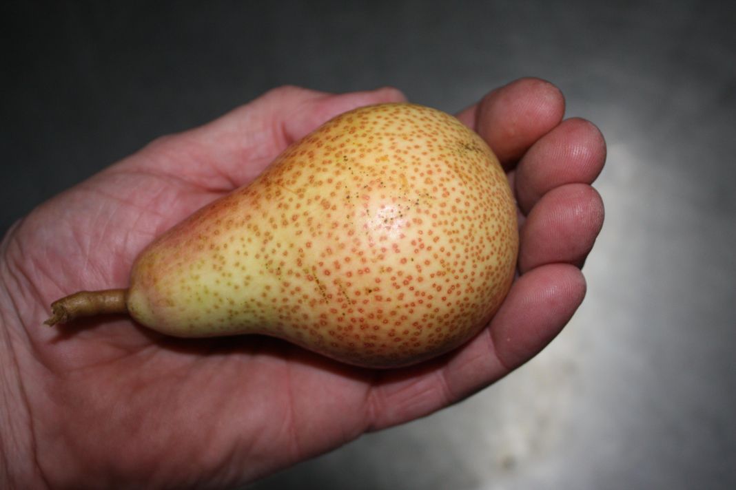Varieties Of Pears Of Early Ripening - General Fruit Growing - Growing ...