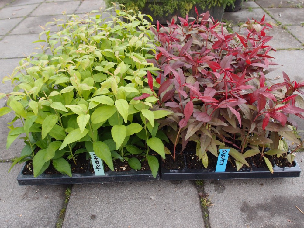 Your favorite suburban rootstocks? - General Fruit Growing - Growing Fruit