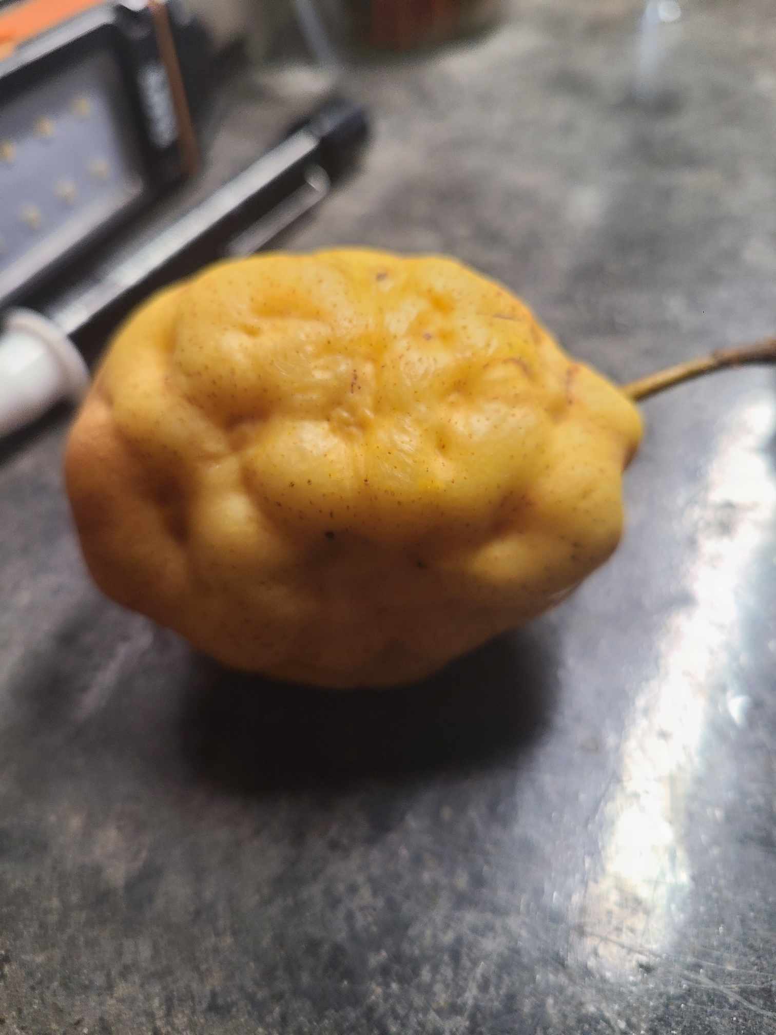 Pears: Stony Pit? Insects? - General Fruit Growing - Growing Fruit