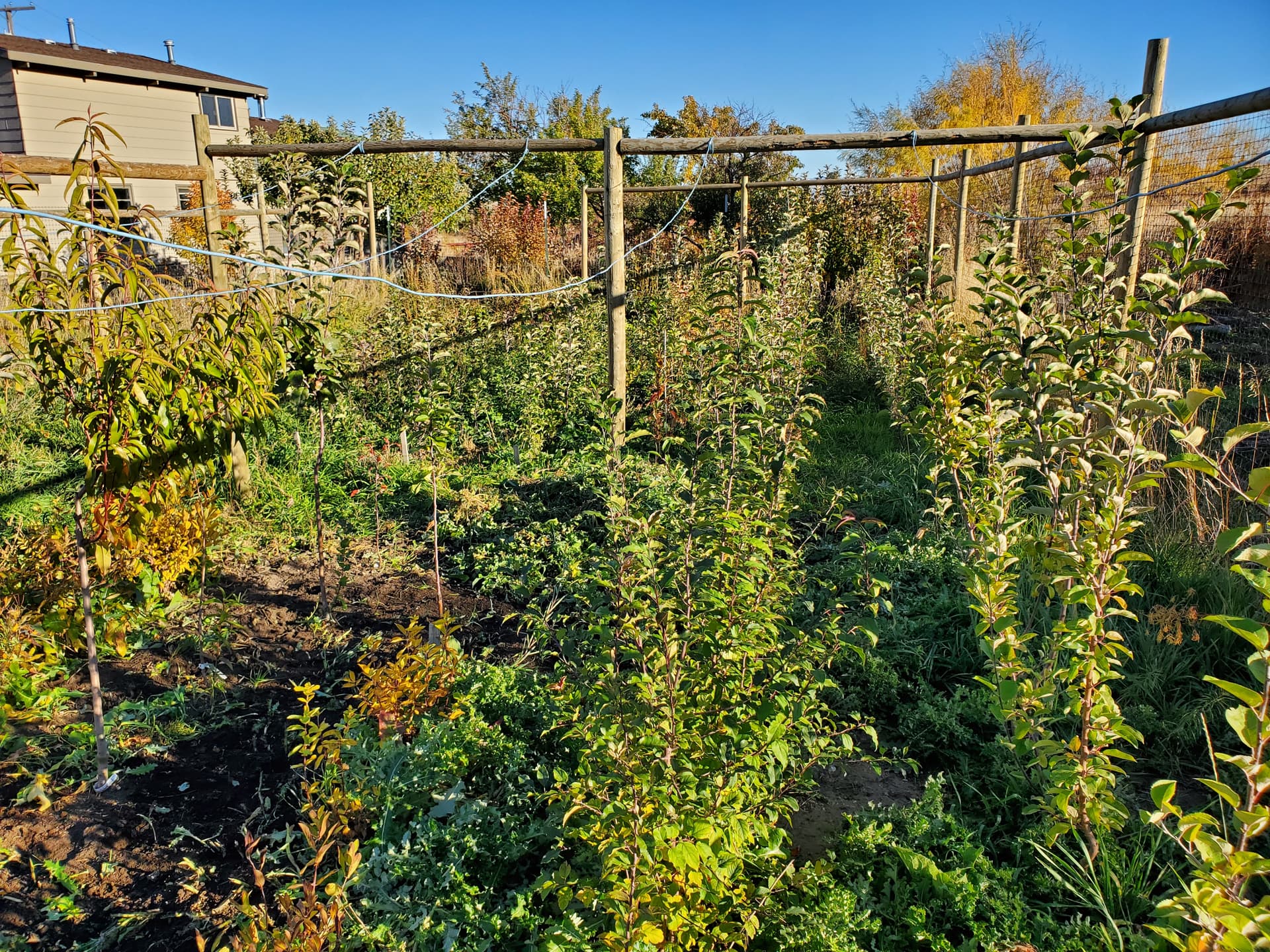 How to bareroot, store 120 apple 7' whips? - General Fruit Growing ...