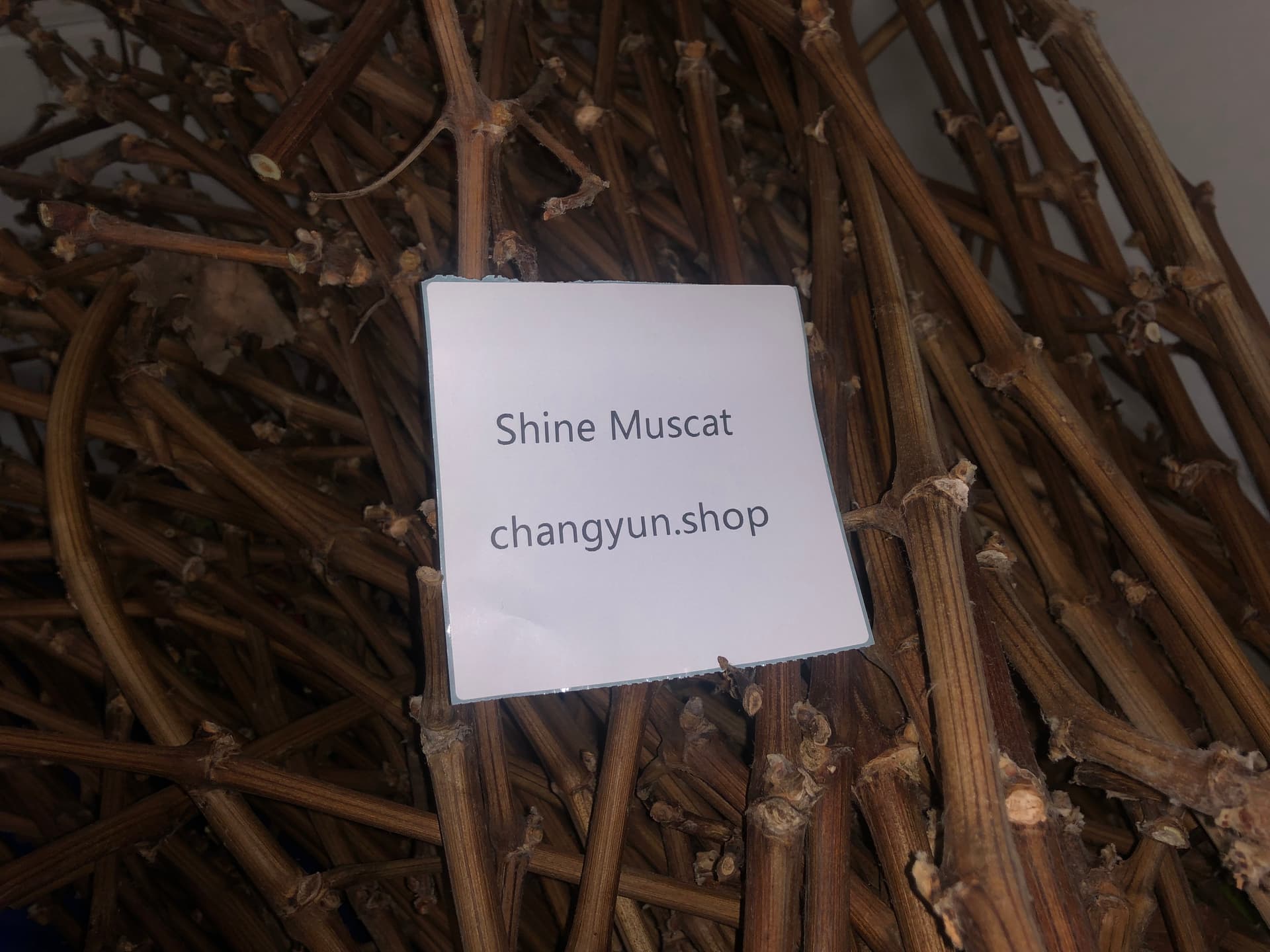 Group order (shine muscat) - General Fruit Growing - Growing Fruit