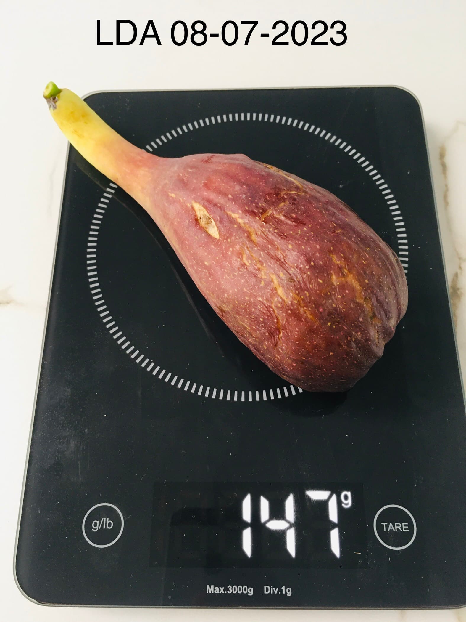 First fig! - Page 3 - General Fruit Growing - Growing Fruit