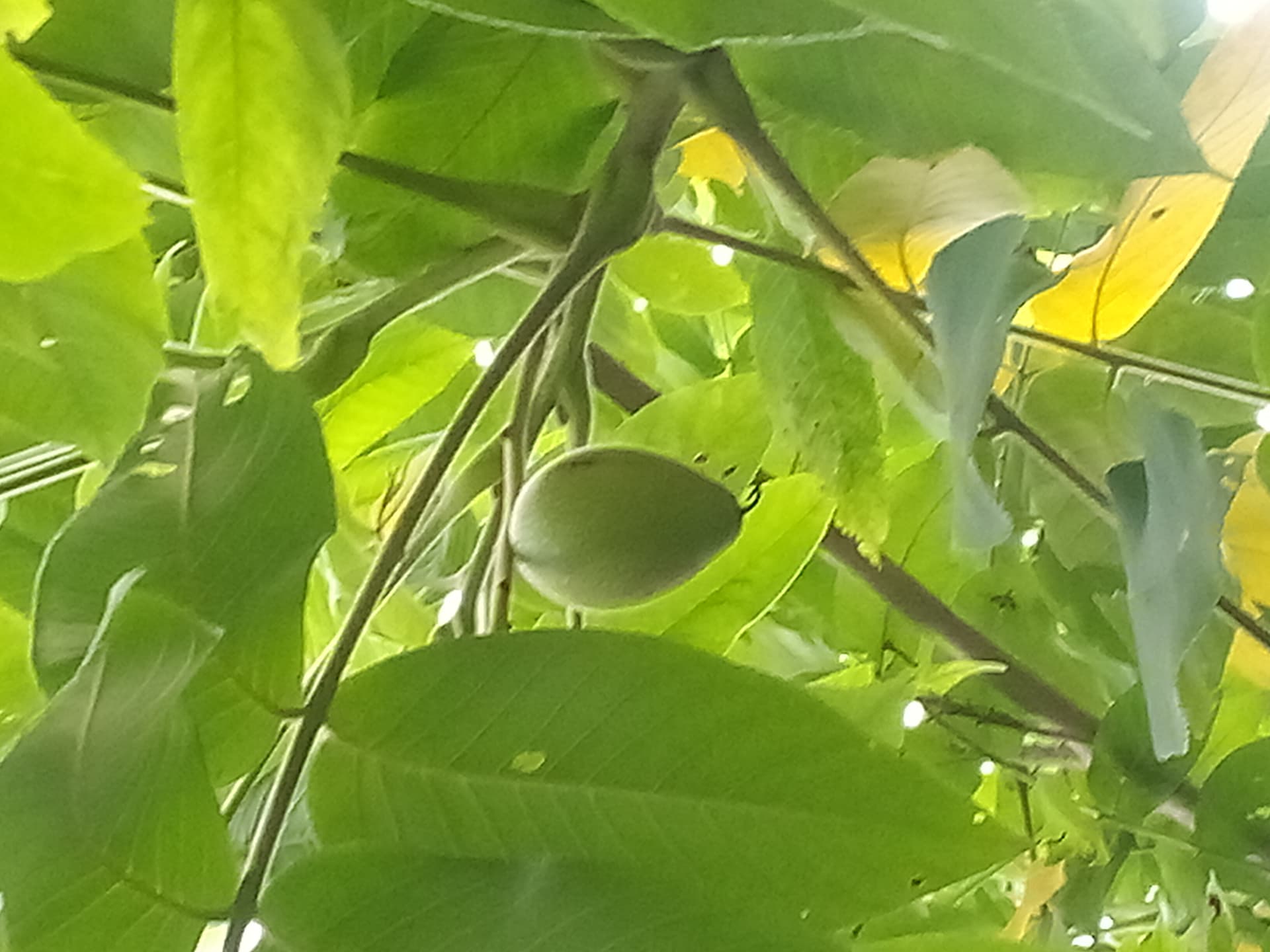 Why You Need A Heartnut Tree - General Fruit Growing - Growing Fruit