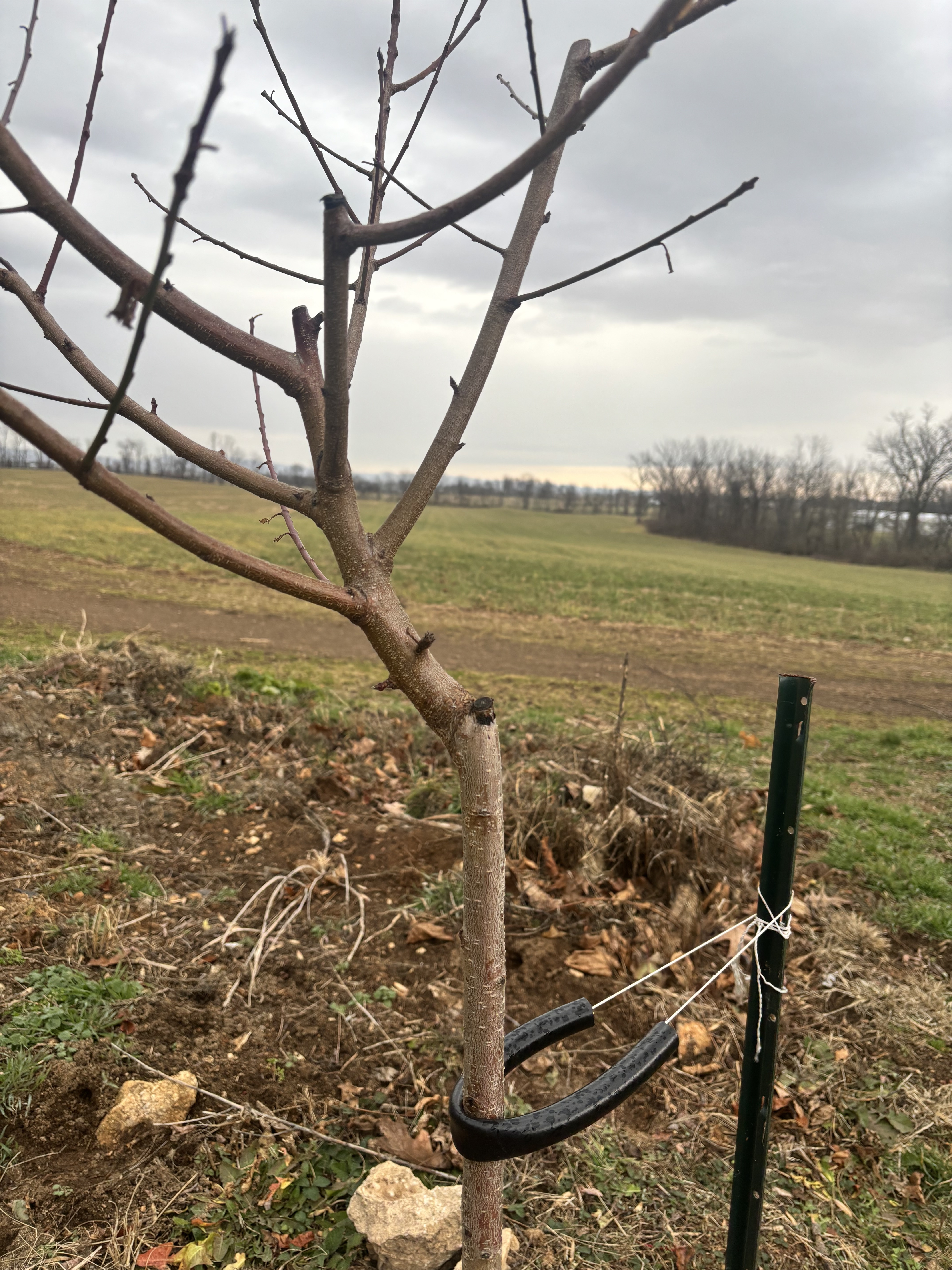 Pruning a One Limb Tree - General Fruit Growing - Growing Fruit