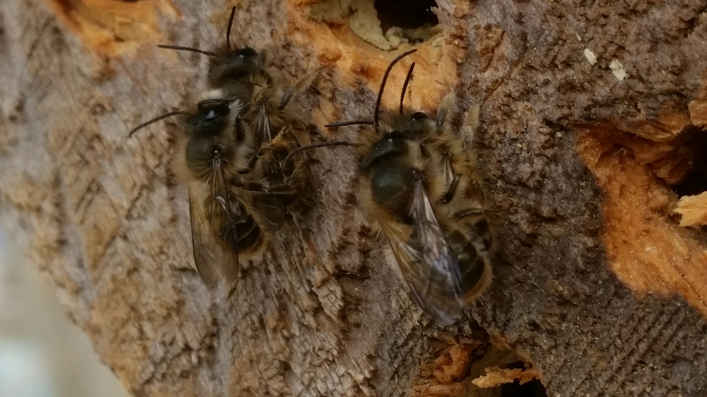 Mason Bee Keeping - Page 18 - General Fruit Growing - Growing Fruit