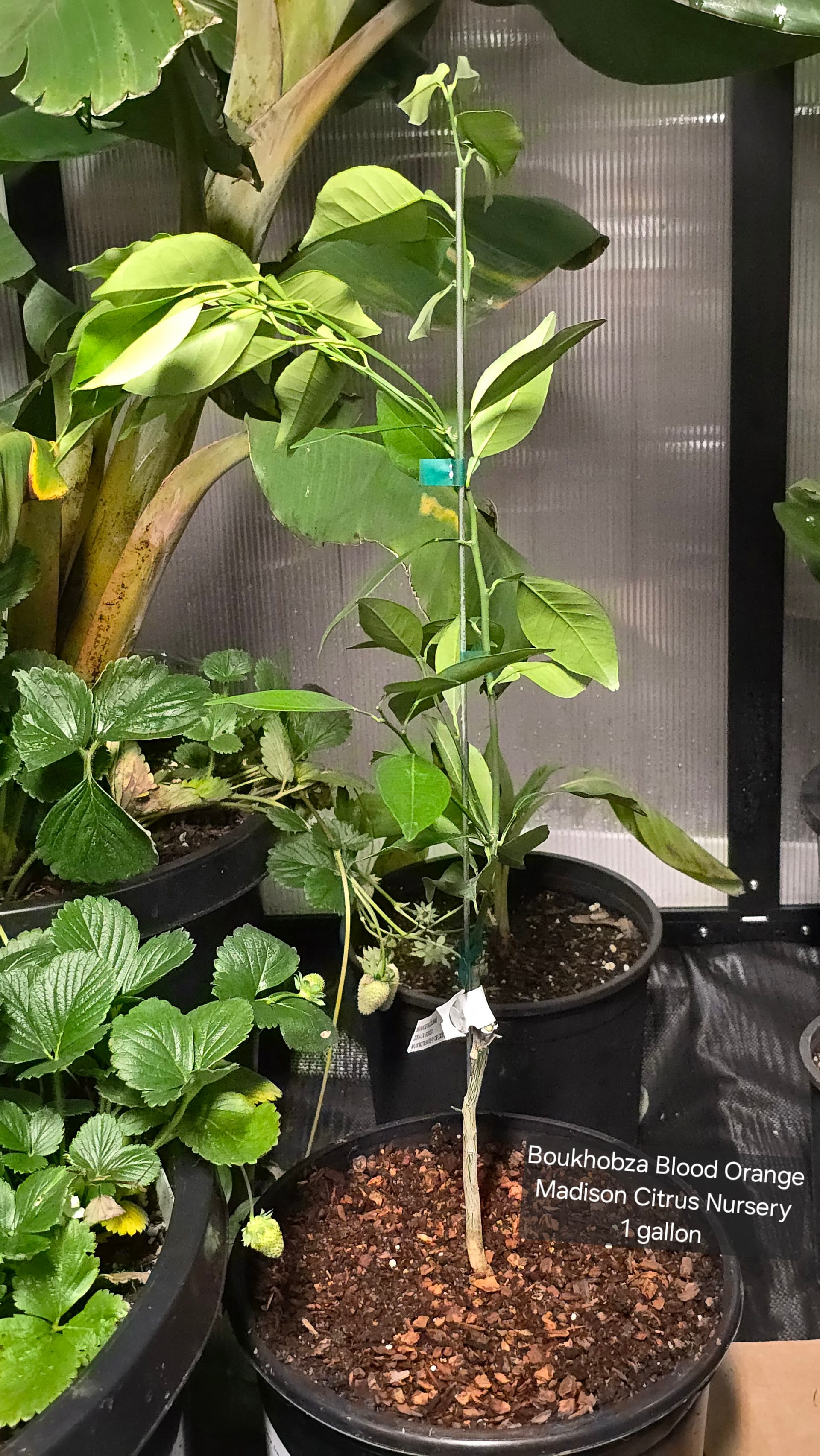 Beginner citrus - General Fruit Growing - Growing Fruit