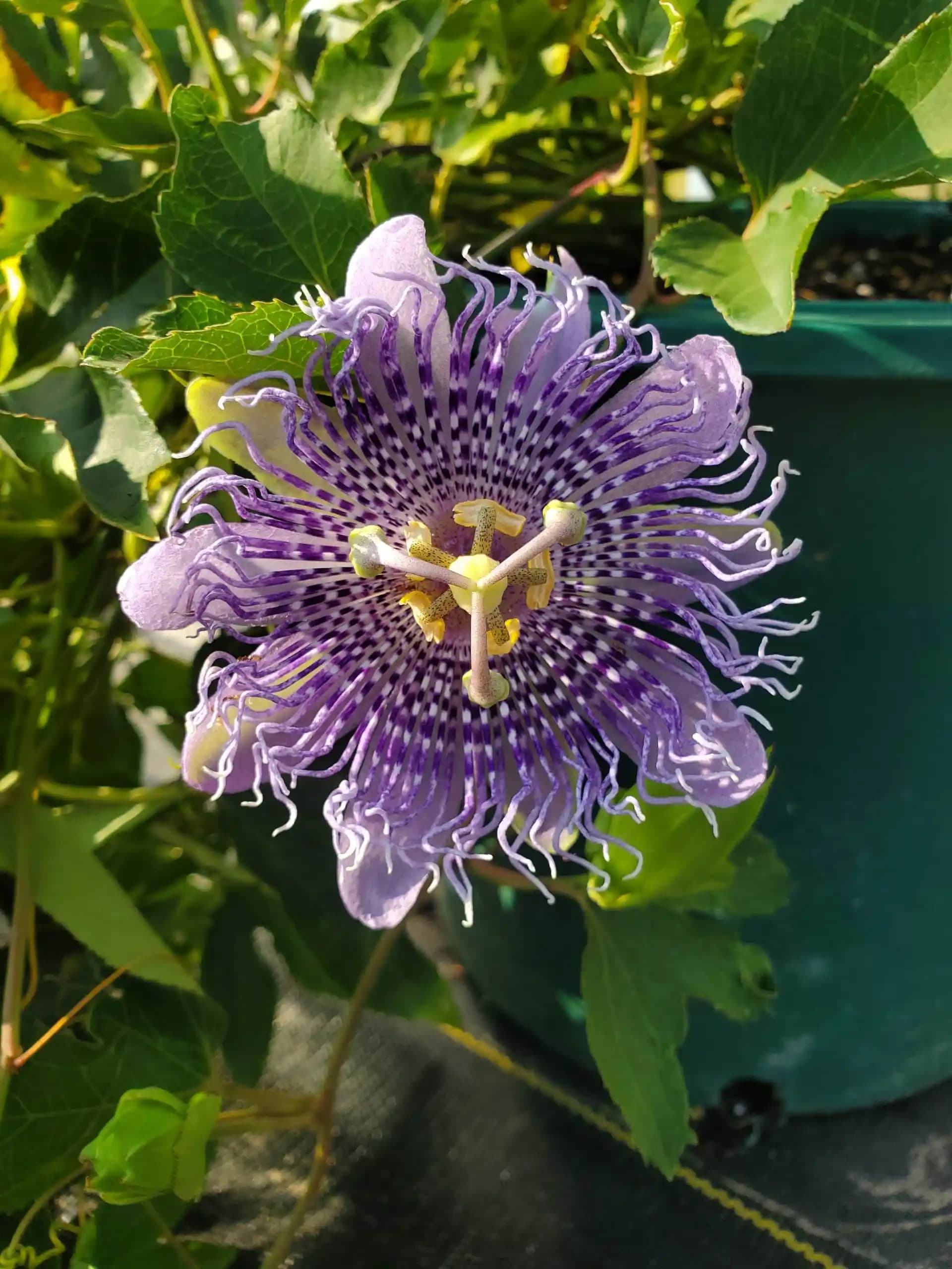 Hardy Edible Passiflora Hybrids Pedigrees - Reference - Growing Fruit