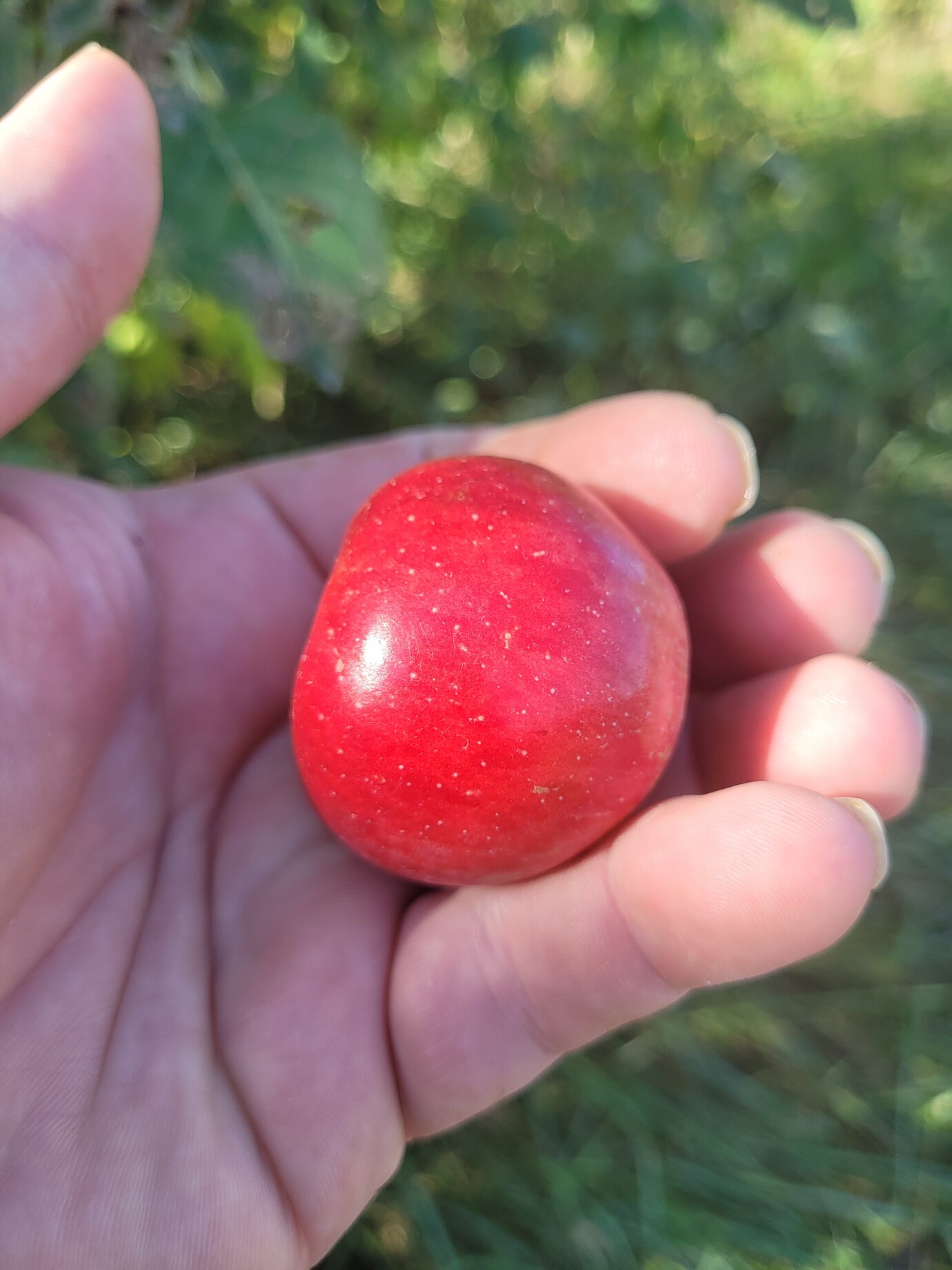 Genetic testing will revolutionize fruit breeding - General Fruit ...