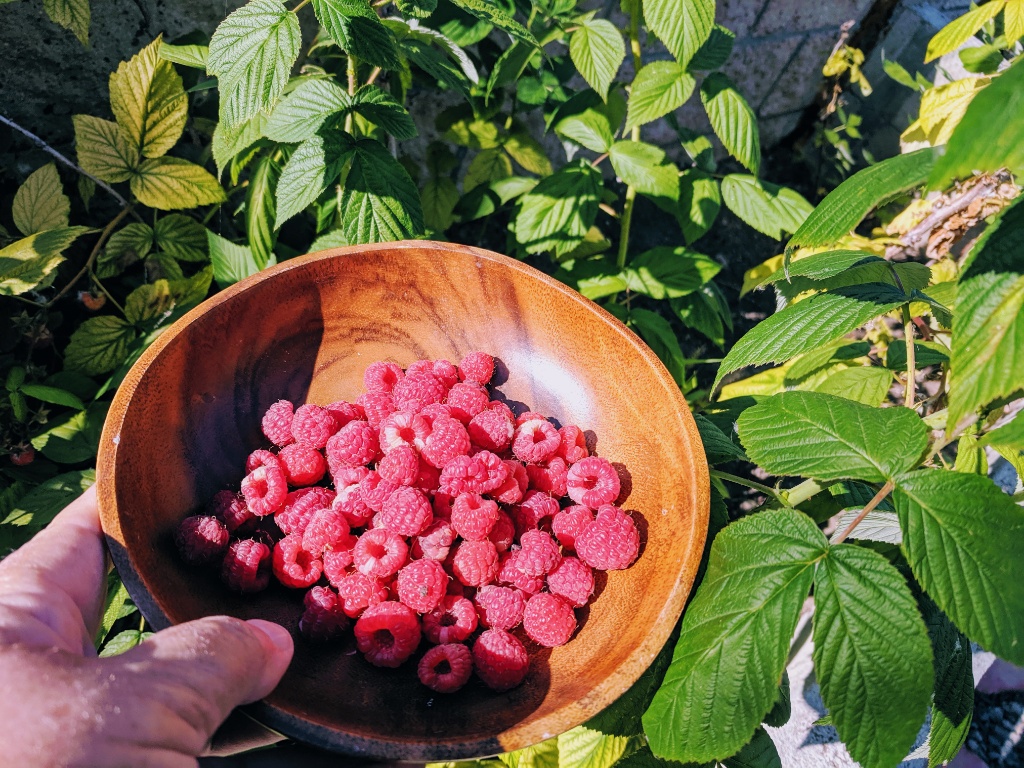 Bababerry Raspberry - Pictures! - Growing Fruit