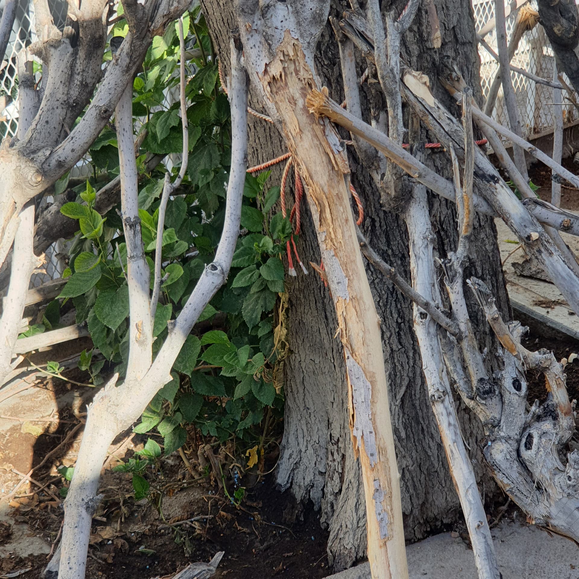 Mulberry tree Dying - General Gardening - Growing Fruit