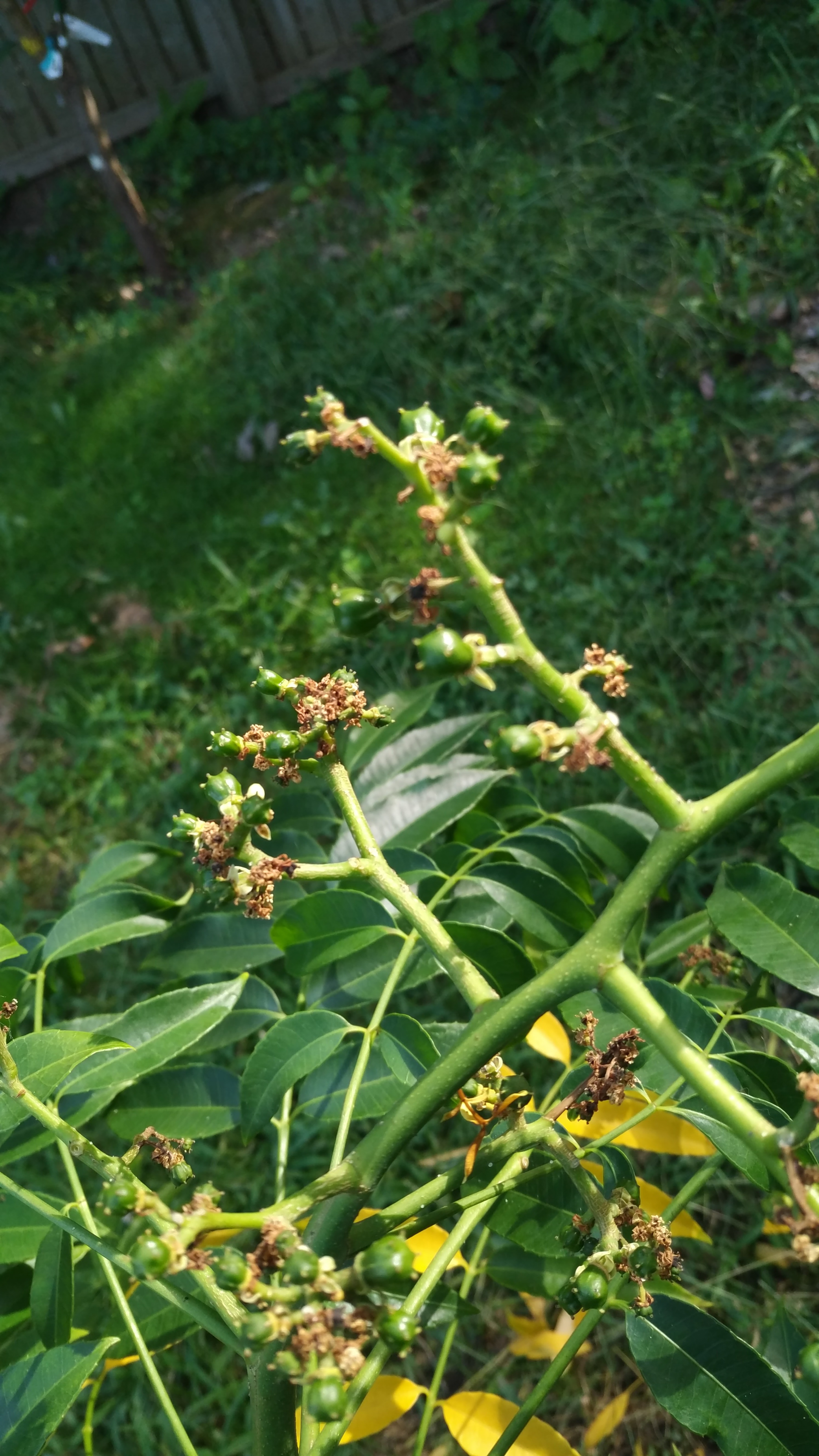 Spondias dulcis aka June Plum, Golden Apple, Ambarella, Pommecythere ...