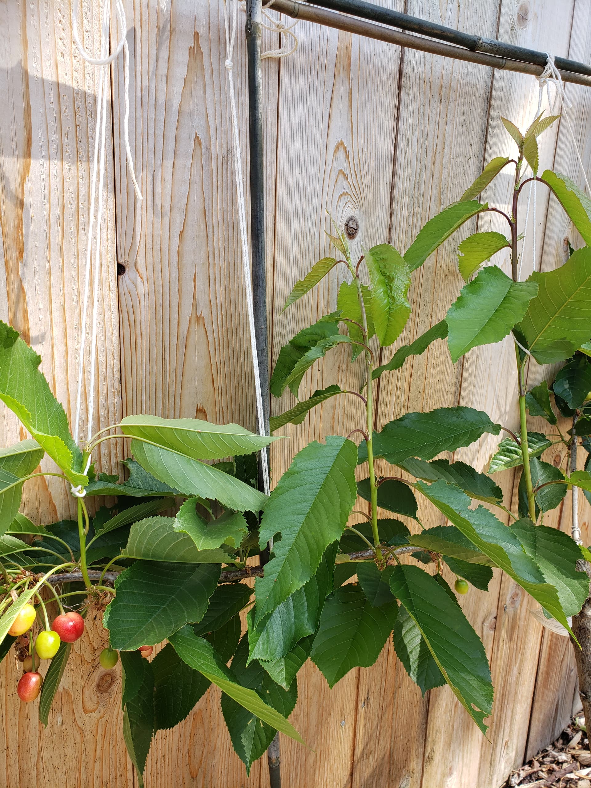 UFO training method for cherries - General Fruit Growing - Growing Fruit