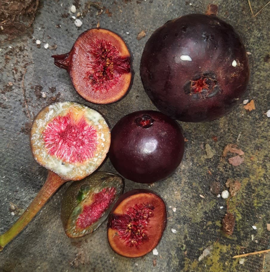 On the origin of Caprifigs - General Fruit Growing - Growing Fruit