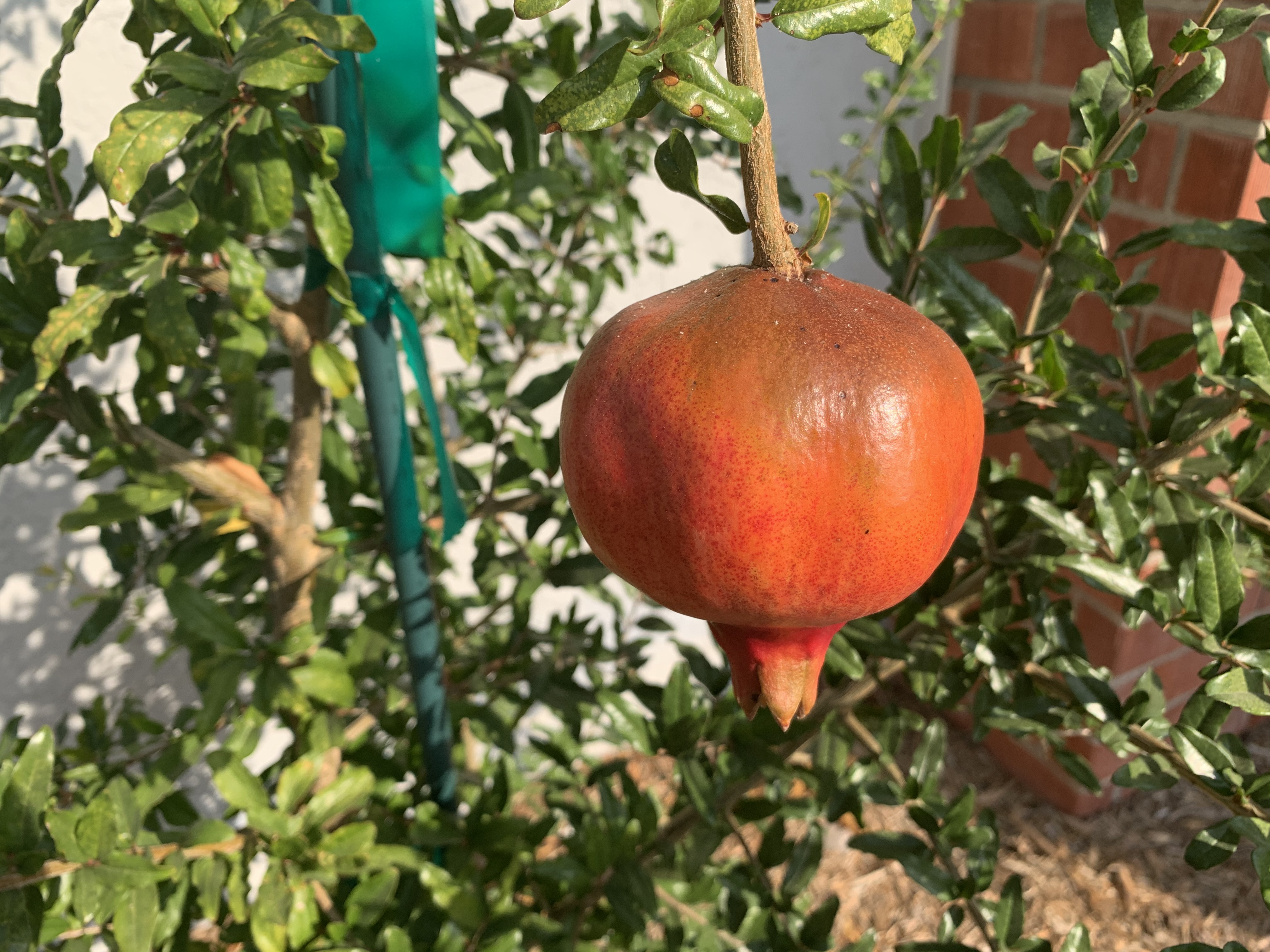 How to tell when Parfianka Pomegranate Ripe? - General Fruit Growing ...