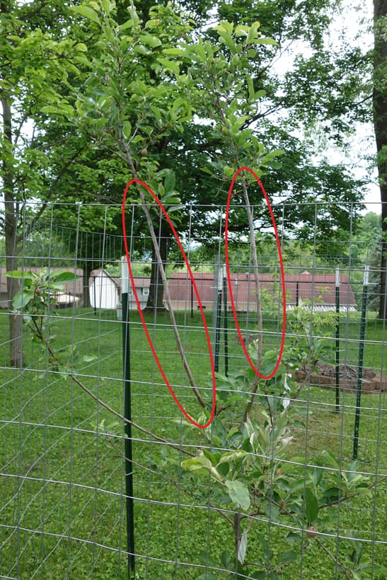Why does this apple tree not leaf out in the middle? - General Fruit ...