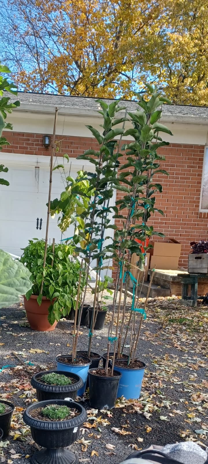 Apples grafted on G890 rootstock - General Fruit Growing - Growing Fruit