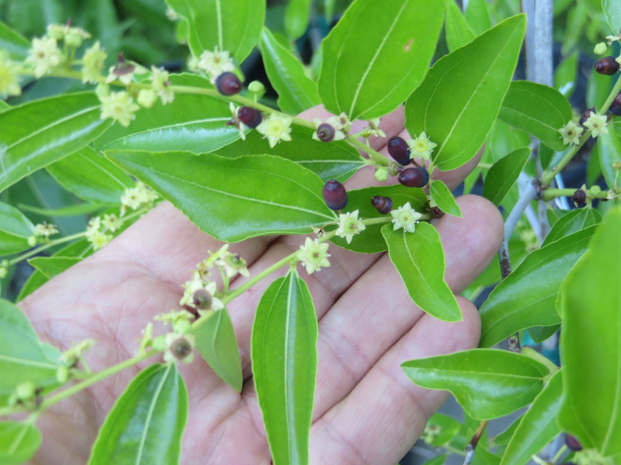 Baby Red jujubes updated - General Fruit Growing - Growing Fruit