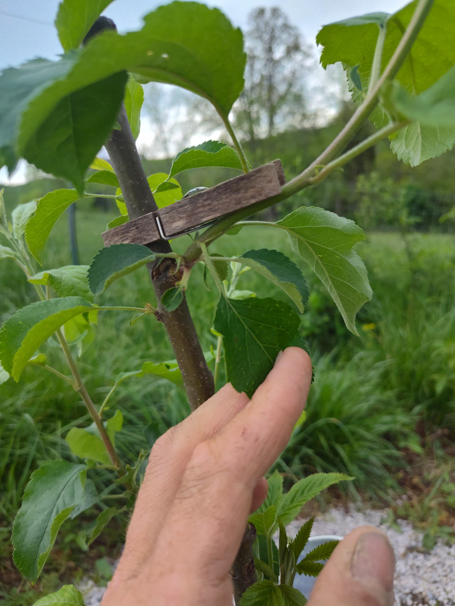 Young apple tree training. A Study of the Framework of the Apple Tree ...