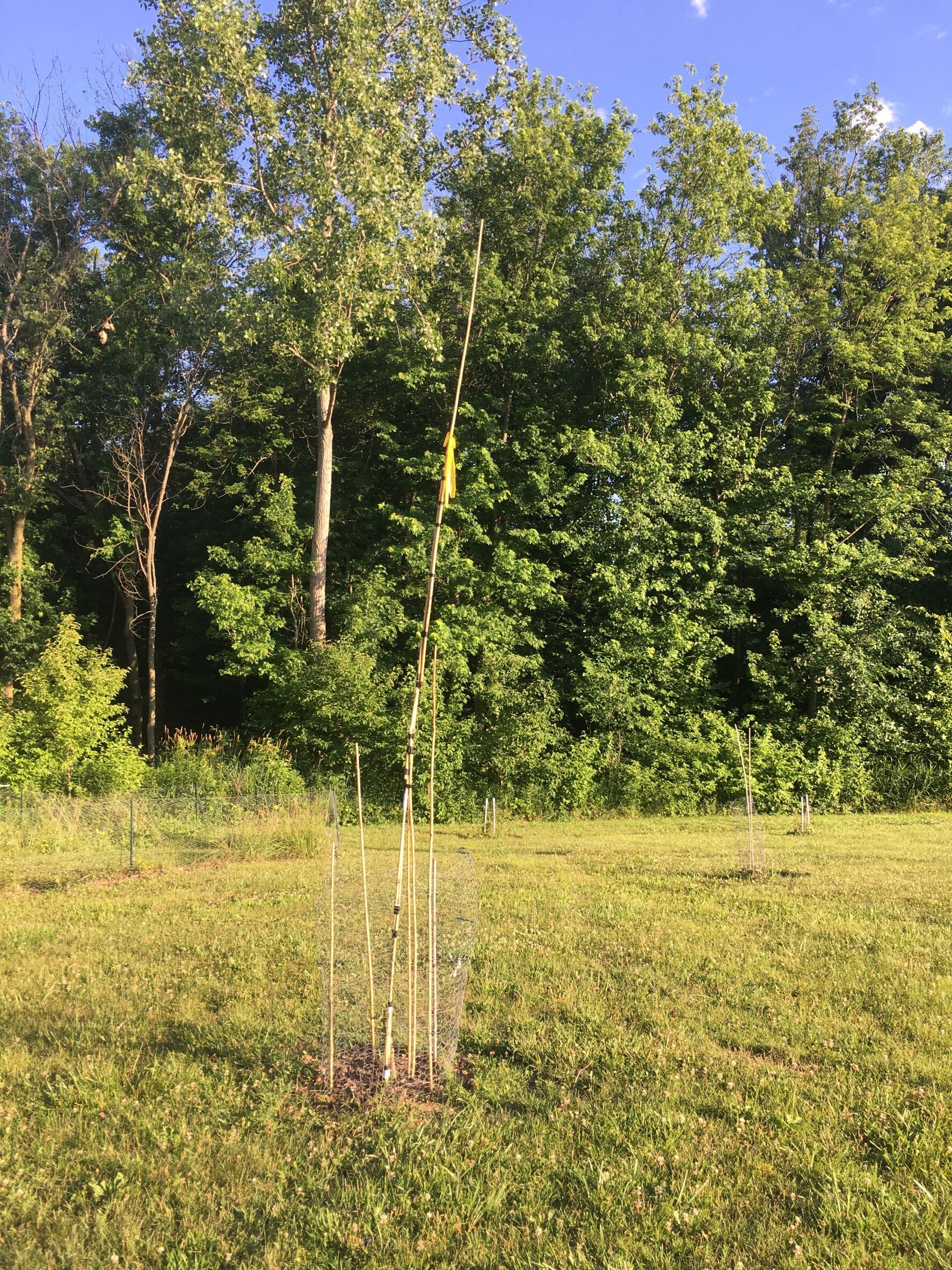 2022 - 2023 Grafting Thread - Page 27 - General Fruit Growing - Growing ...