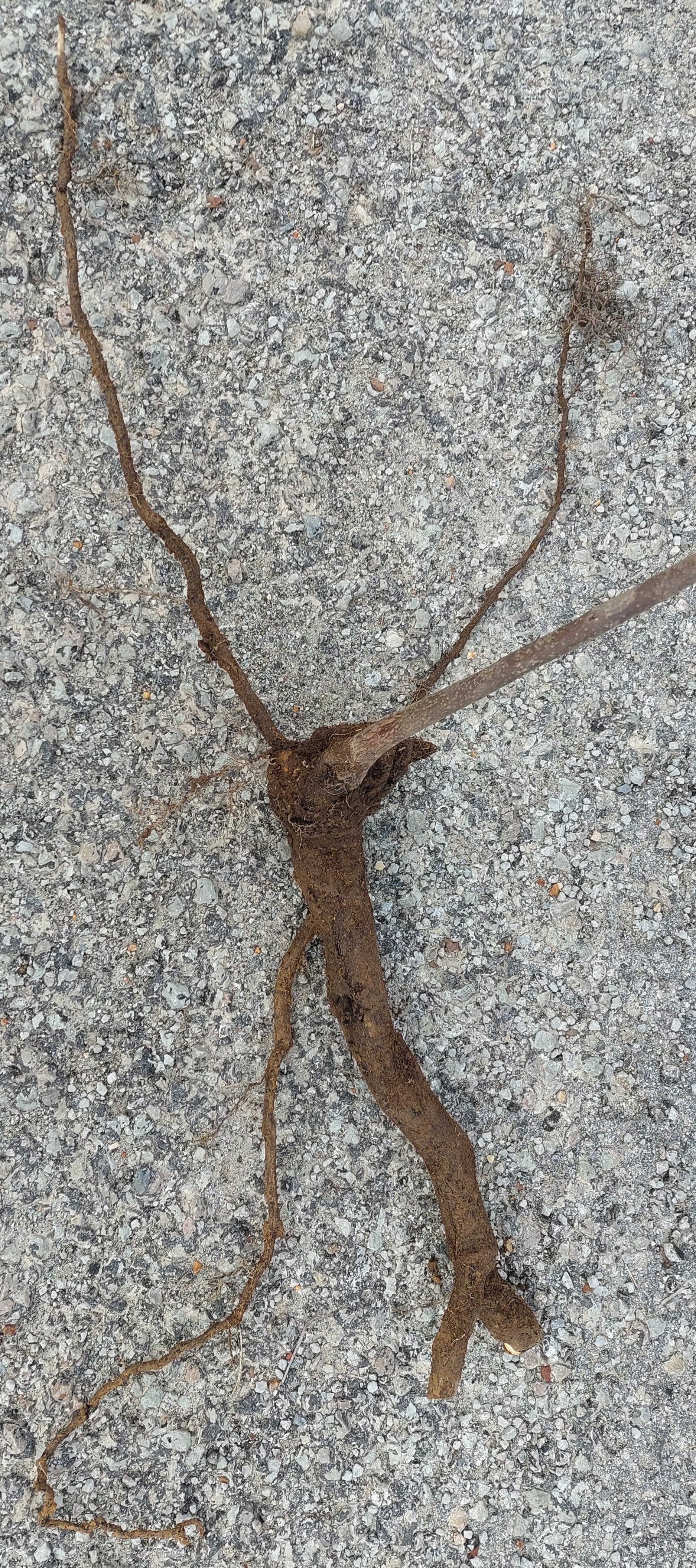 Wild DV Persimmon transplant and graft - General Fruit Growing ...