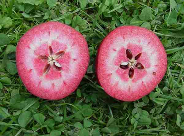 Experience with Red Fleshed Apples - General Fruit Growing - Growing Fruit