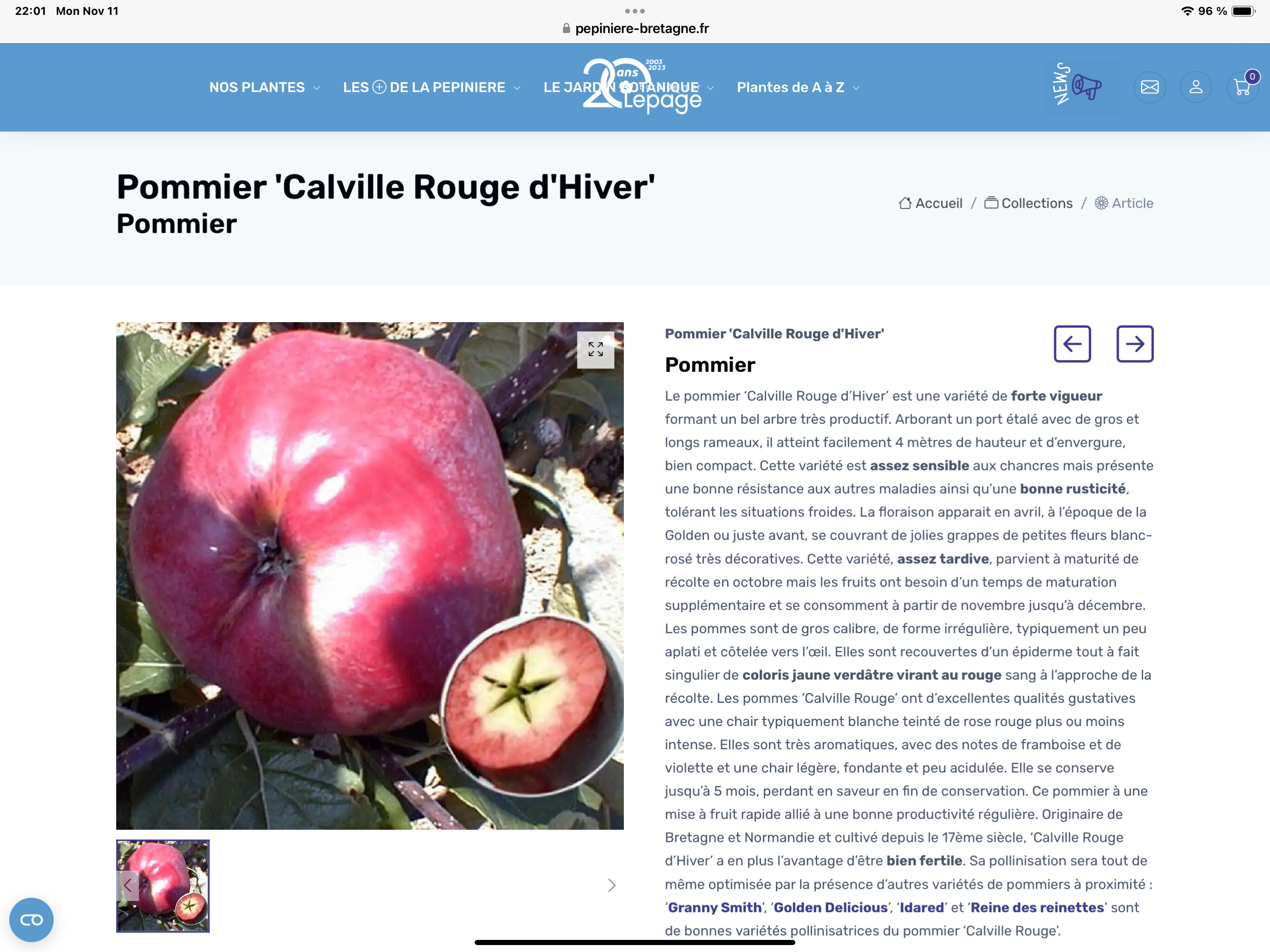 Red Sport of 'Calville Blanc D’Hiver' ('Roode Herfstcalville') Apple ...